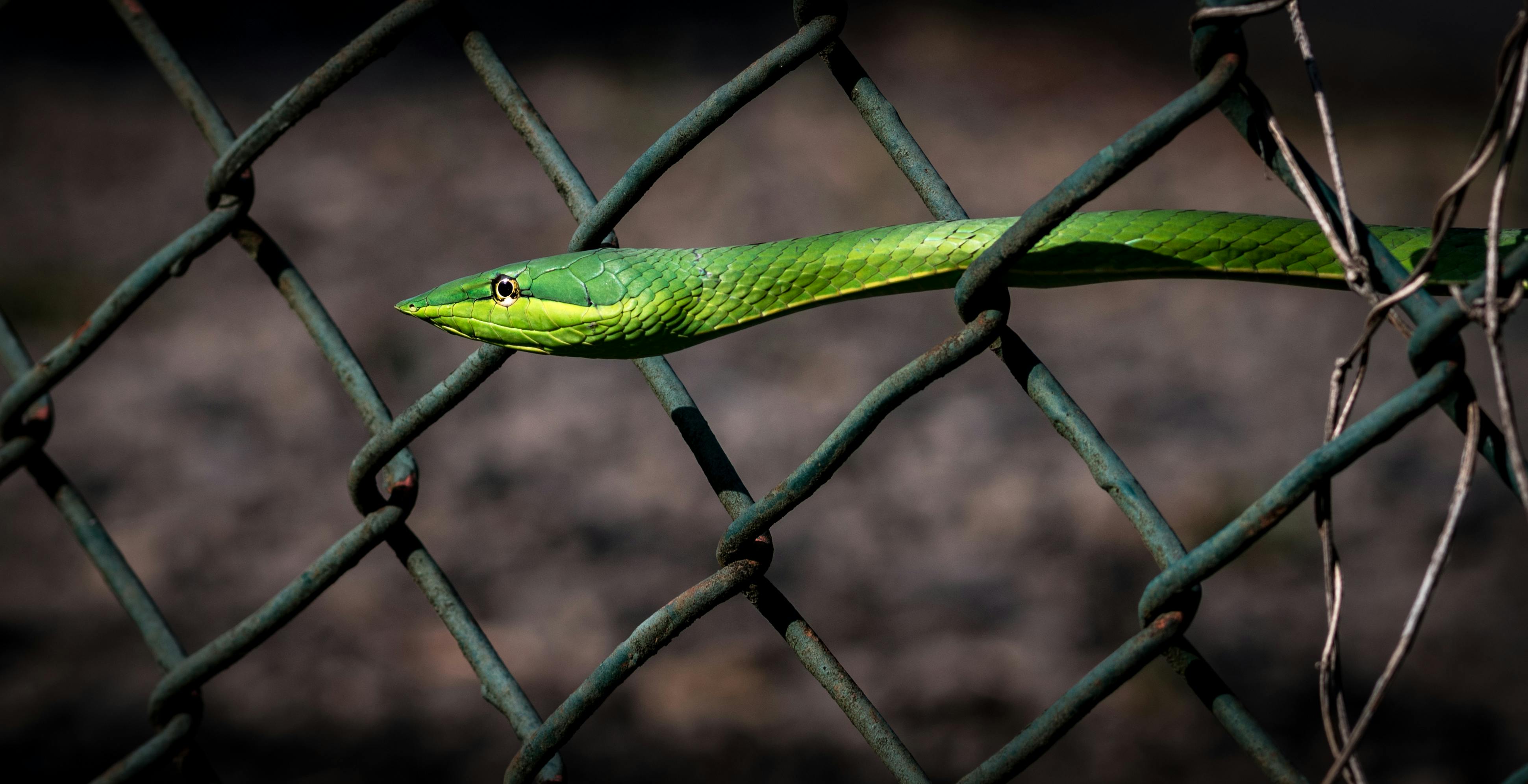 Green Snake in Mesh Fence · Free Stock Photo