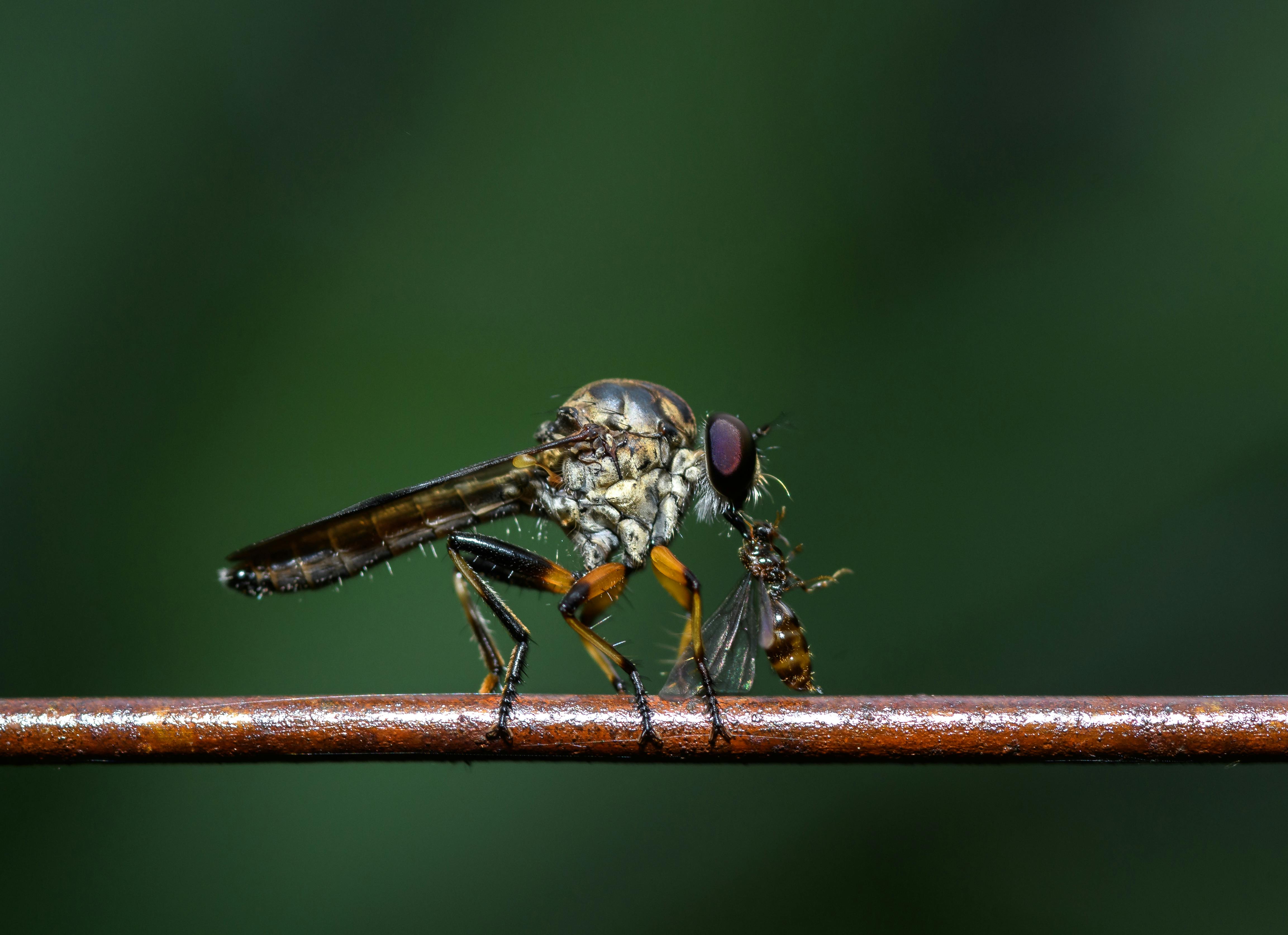 Foto de stock gratuita sobre comiendo, entomología, fauna, insecto ...