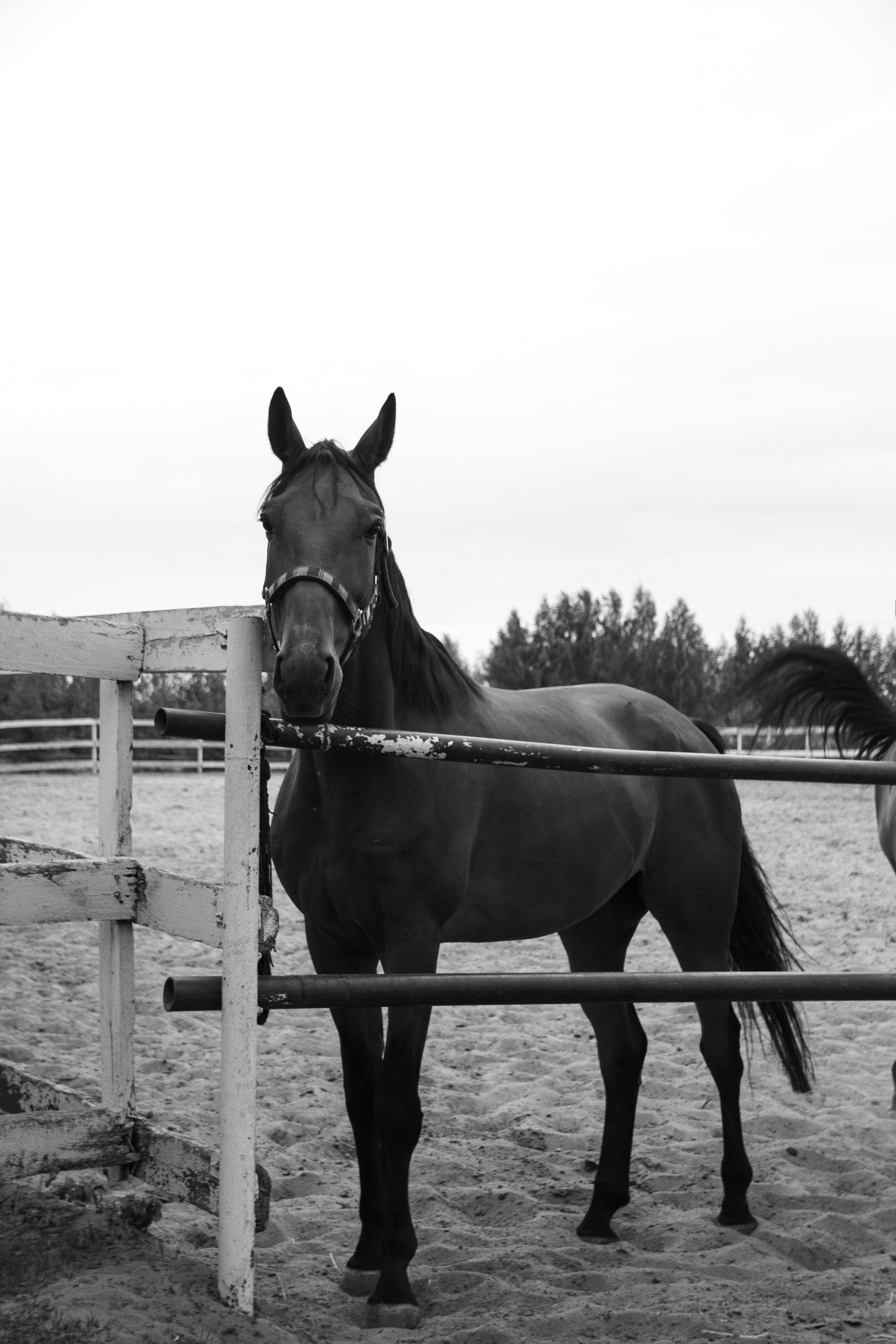 A Black Horse Rearing on the Paddock · Free Stock Photo