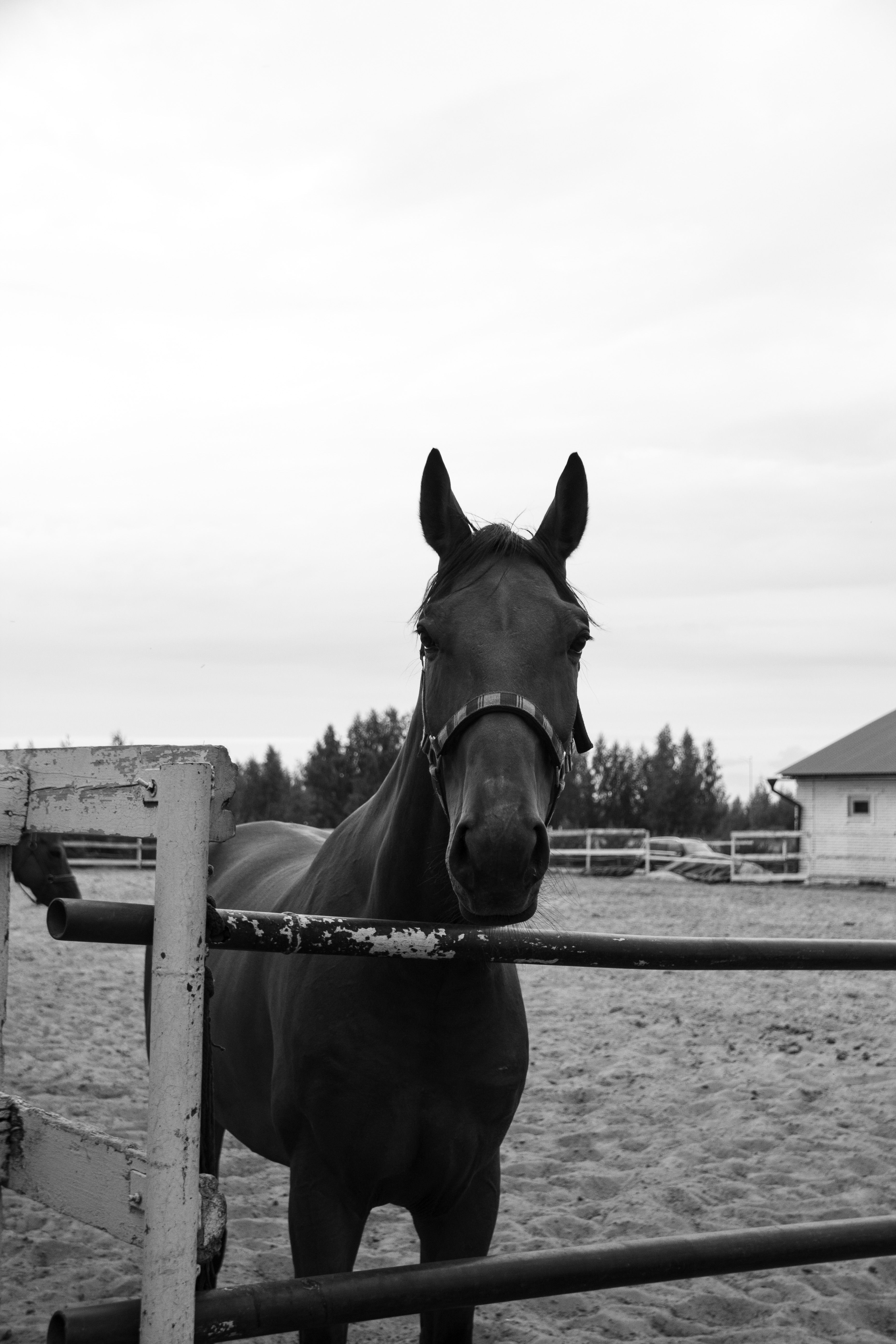 Portrait of Horse in Paddock · Free Stock Photo
