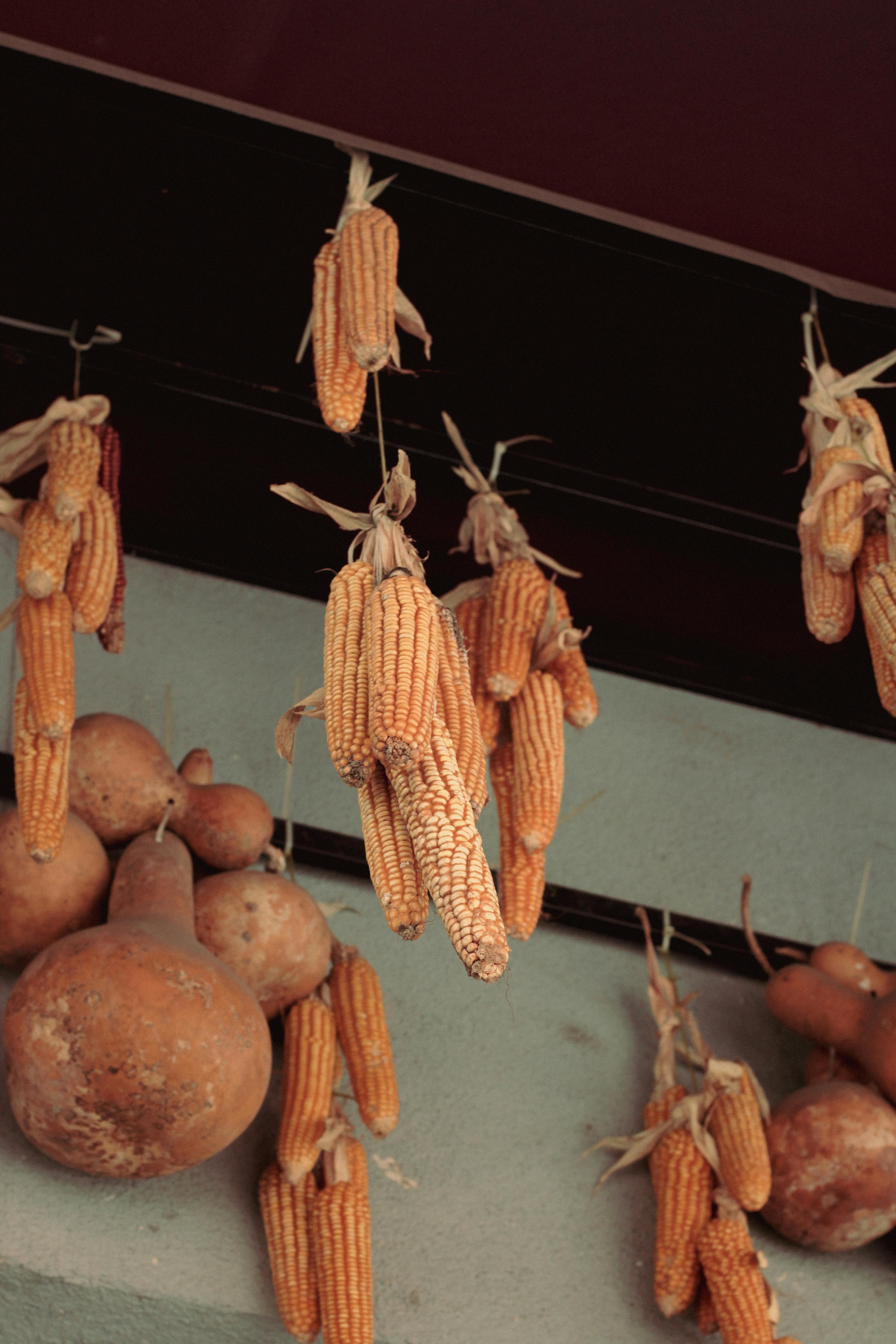 Corn Hanging from Ceiling · Free Stock Photo