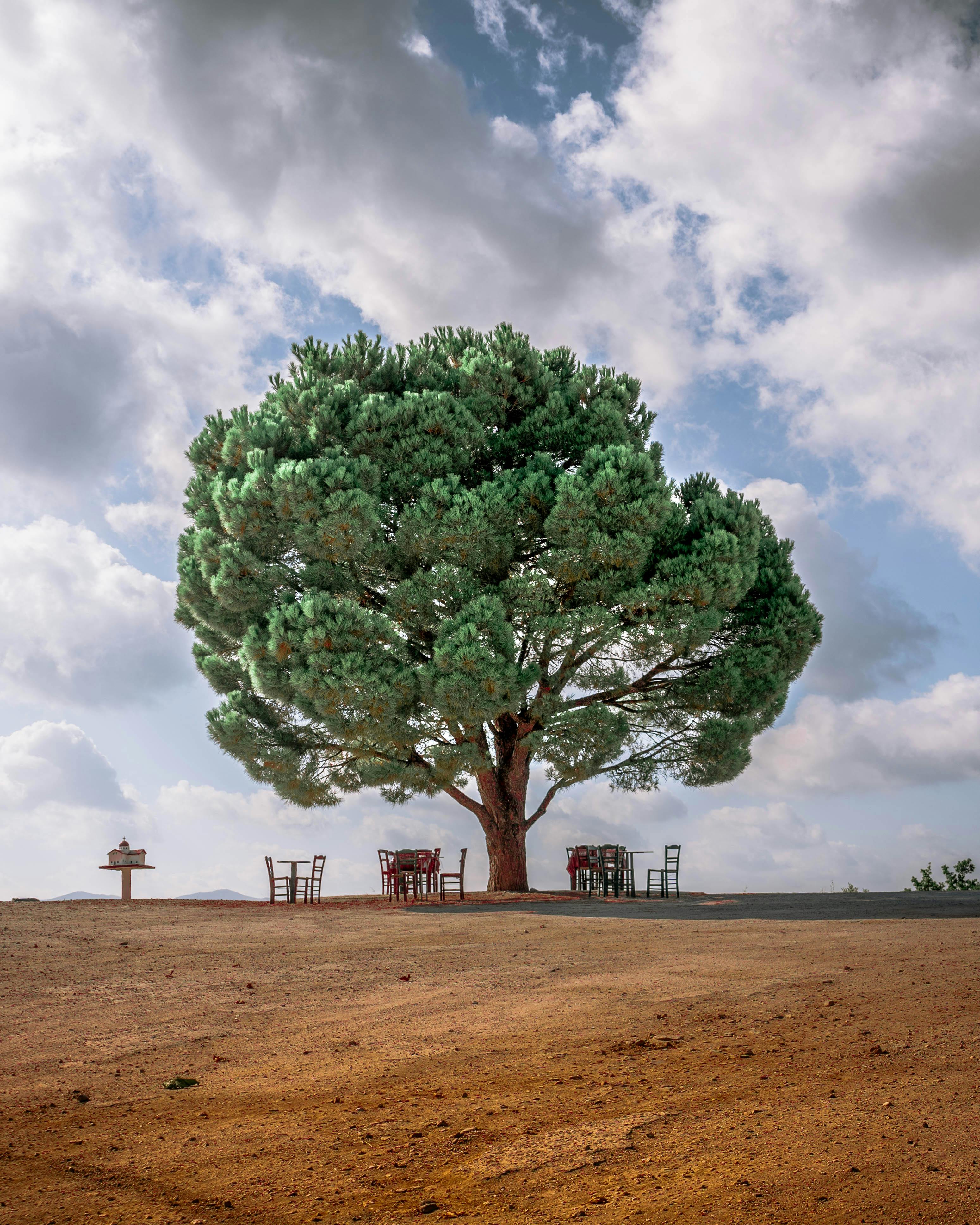 Lone Tree Growing in Green Field · Free Stock Photo