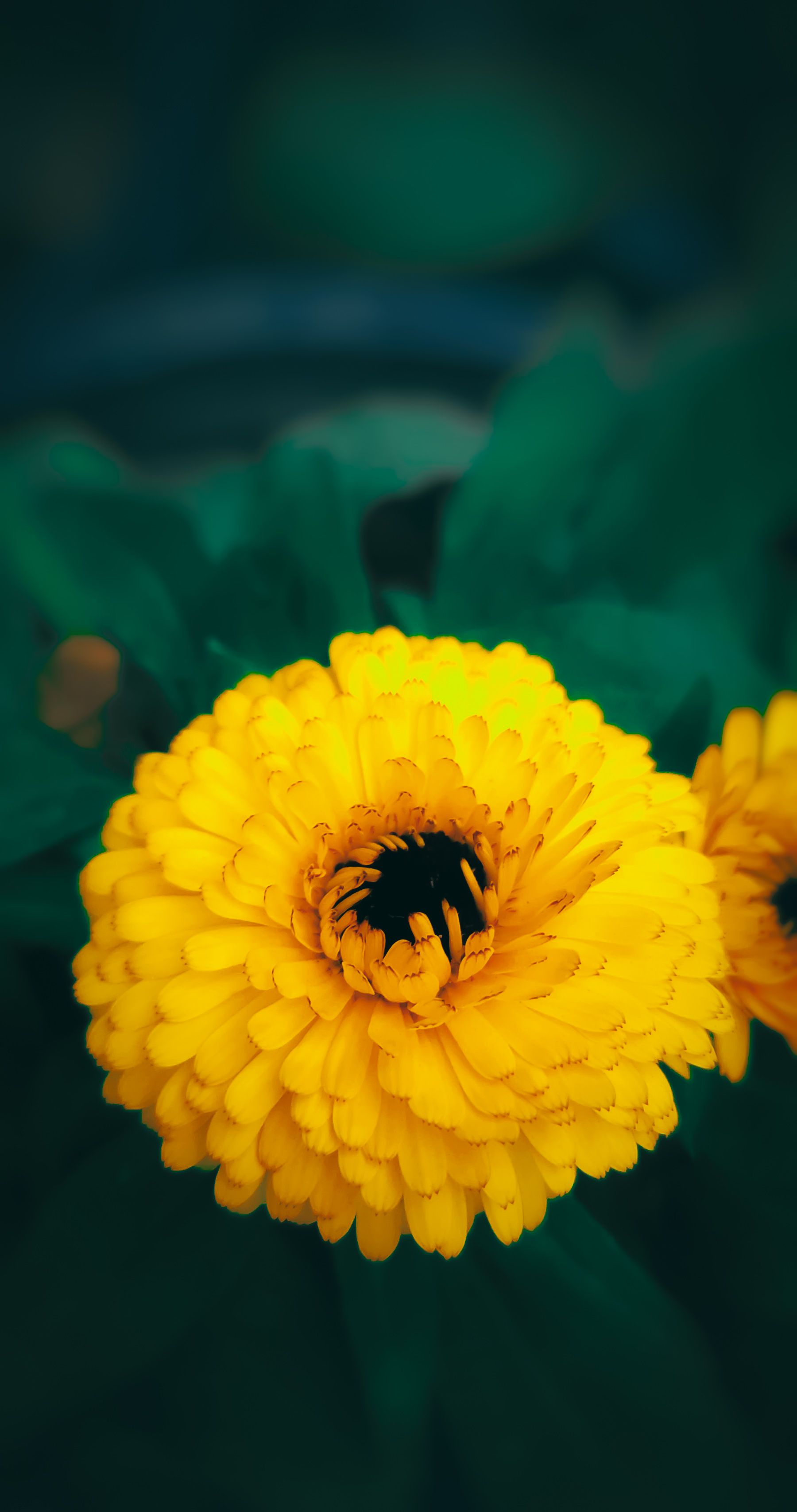 White Marigold Photos, Download The BEST Free White Marigold Stock ...