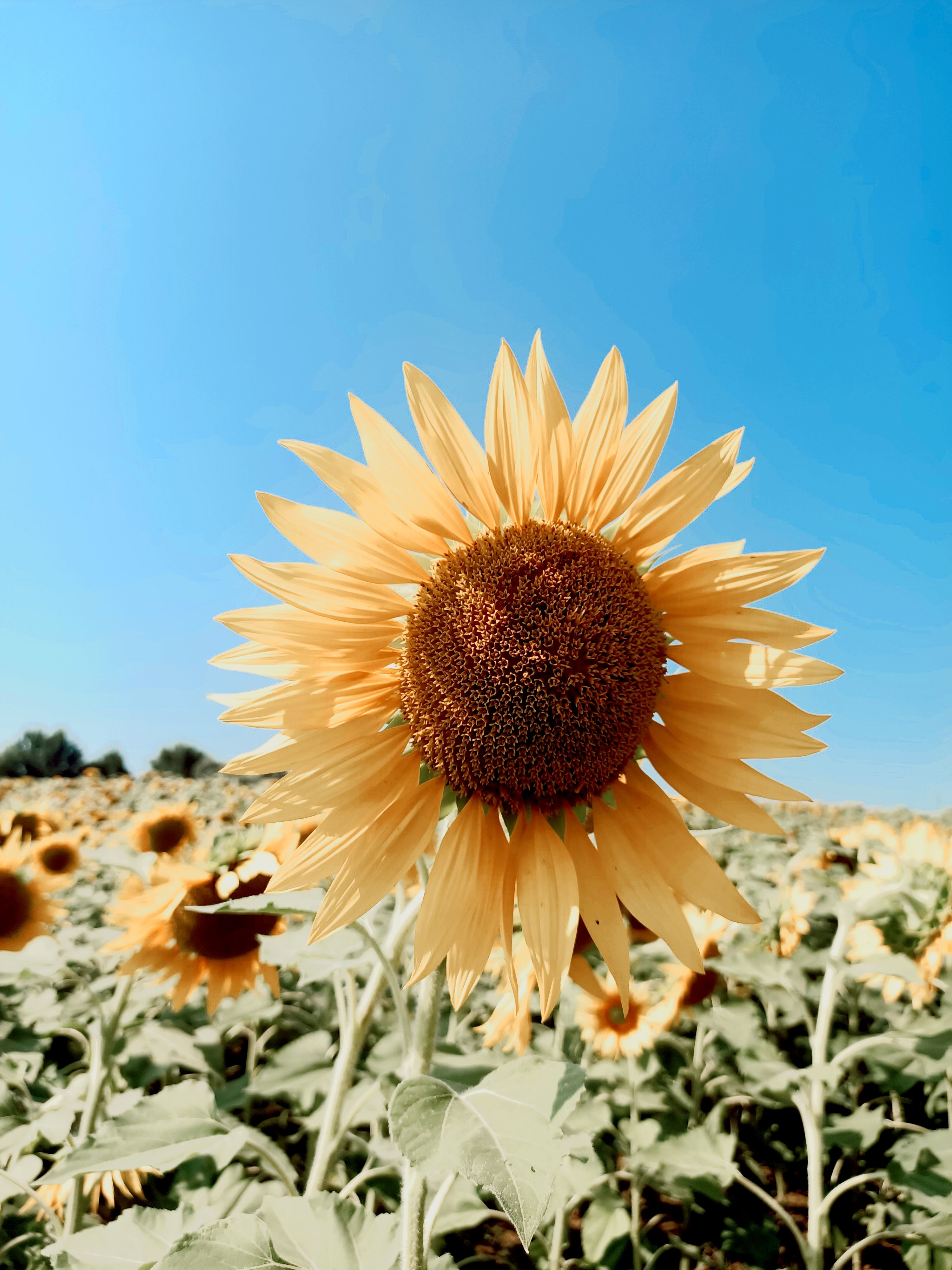 Close Up Shot of a Sunflower · Free Stock Photo