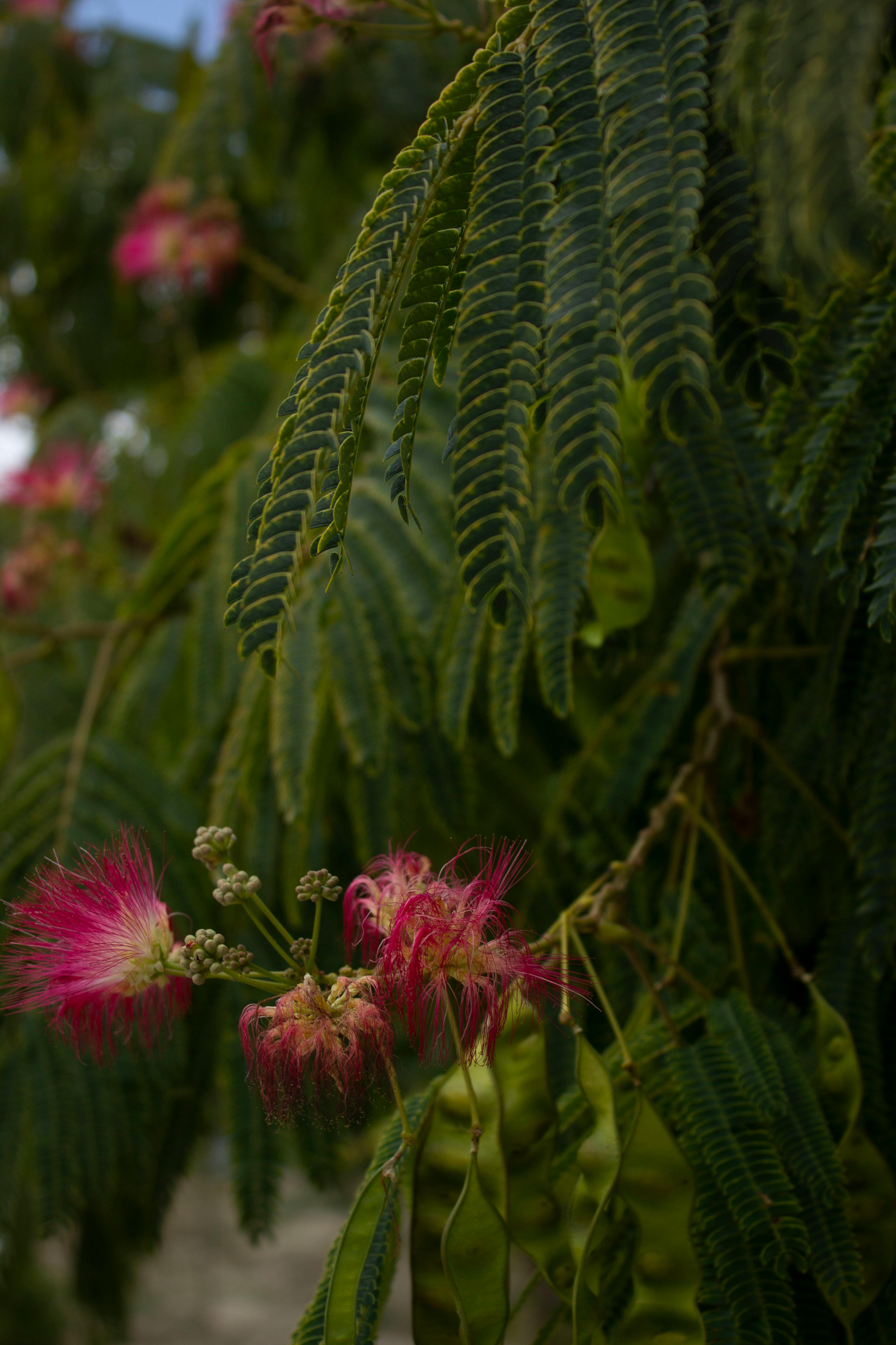 Pink Flowers of Persian Silk Tree · Free Stock Photo