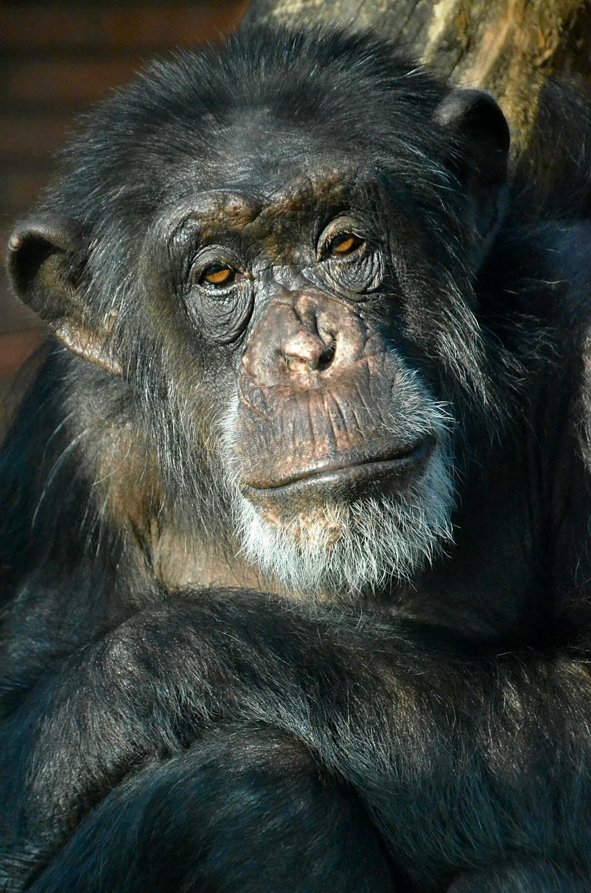 Chimpanzee Photos, Download The BEST Free Chimpanzee Stock Photos & HD ...