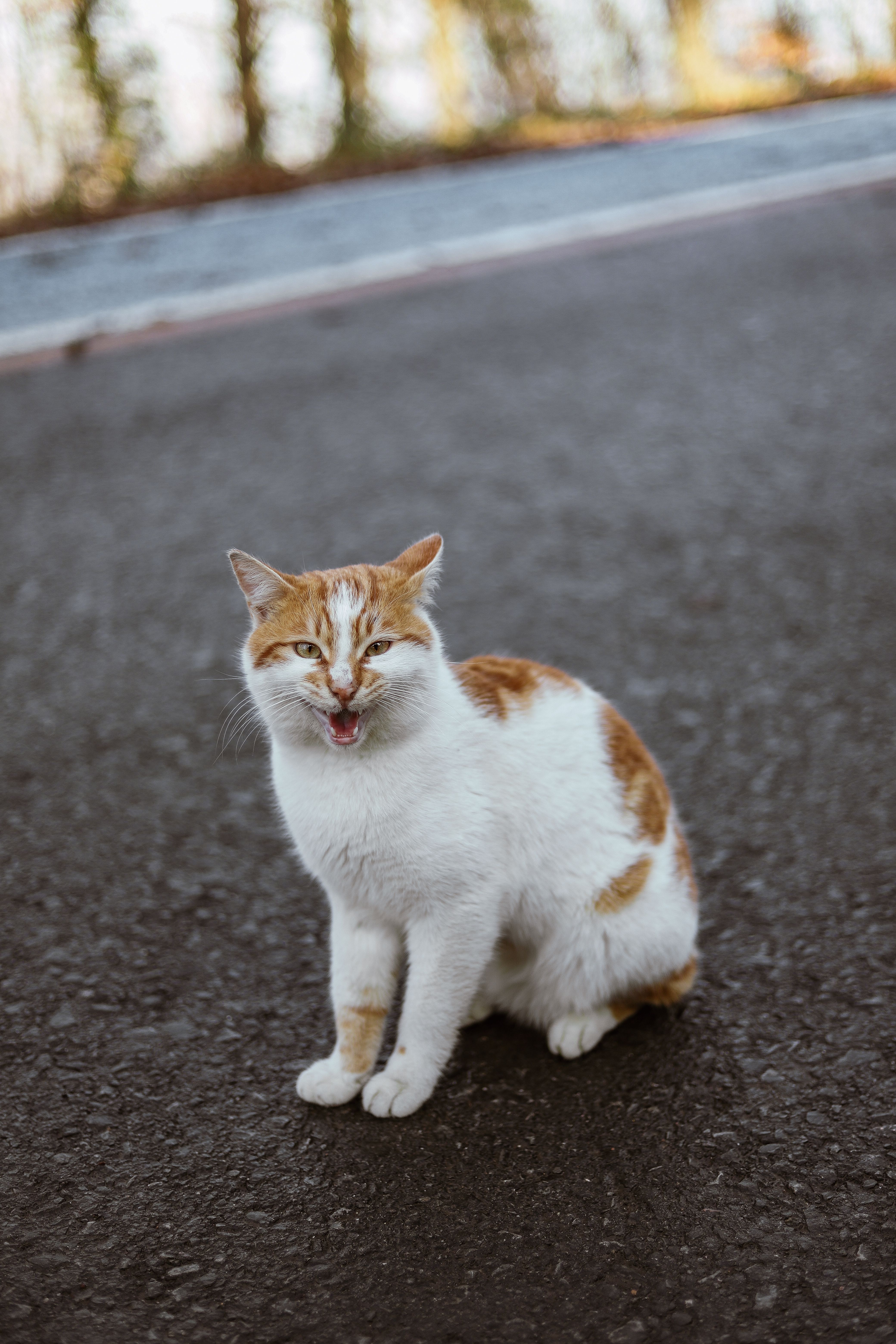 A Cat on the Road · Free Stock Photo