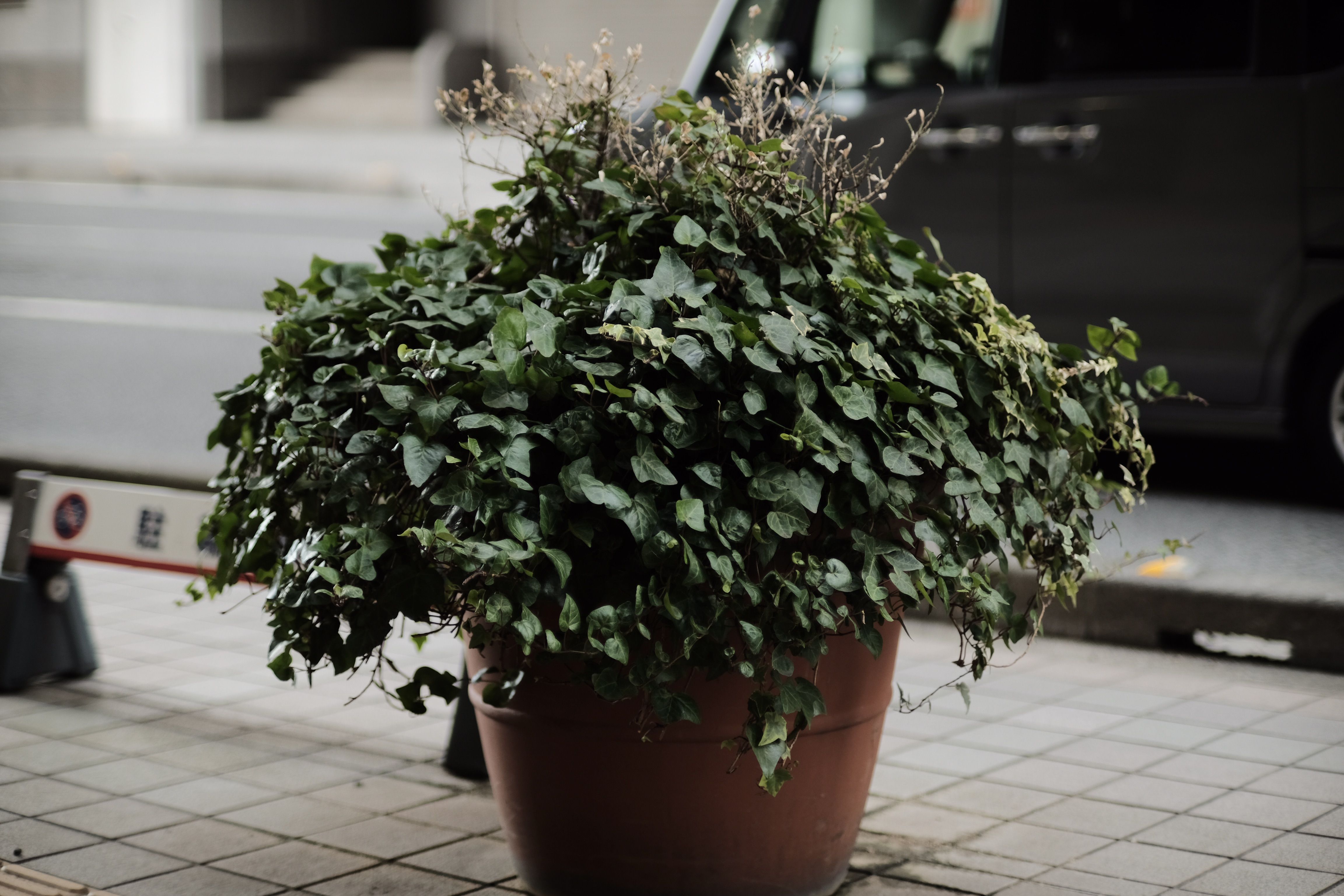 A Green Plant on a Pot · Free Stock Photo