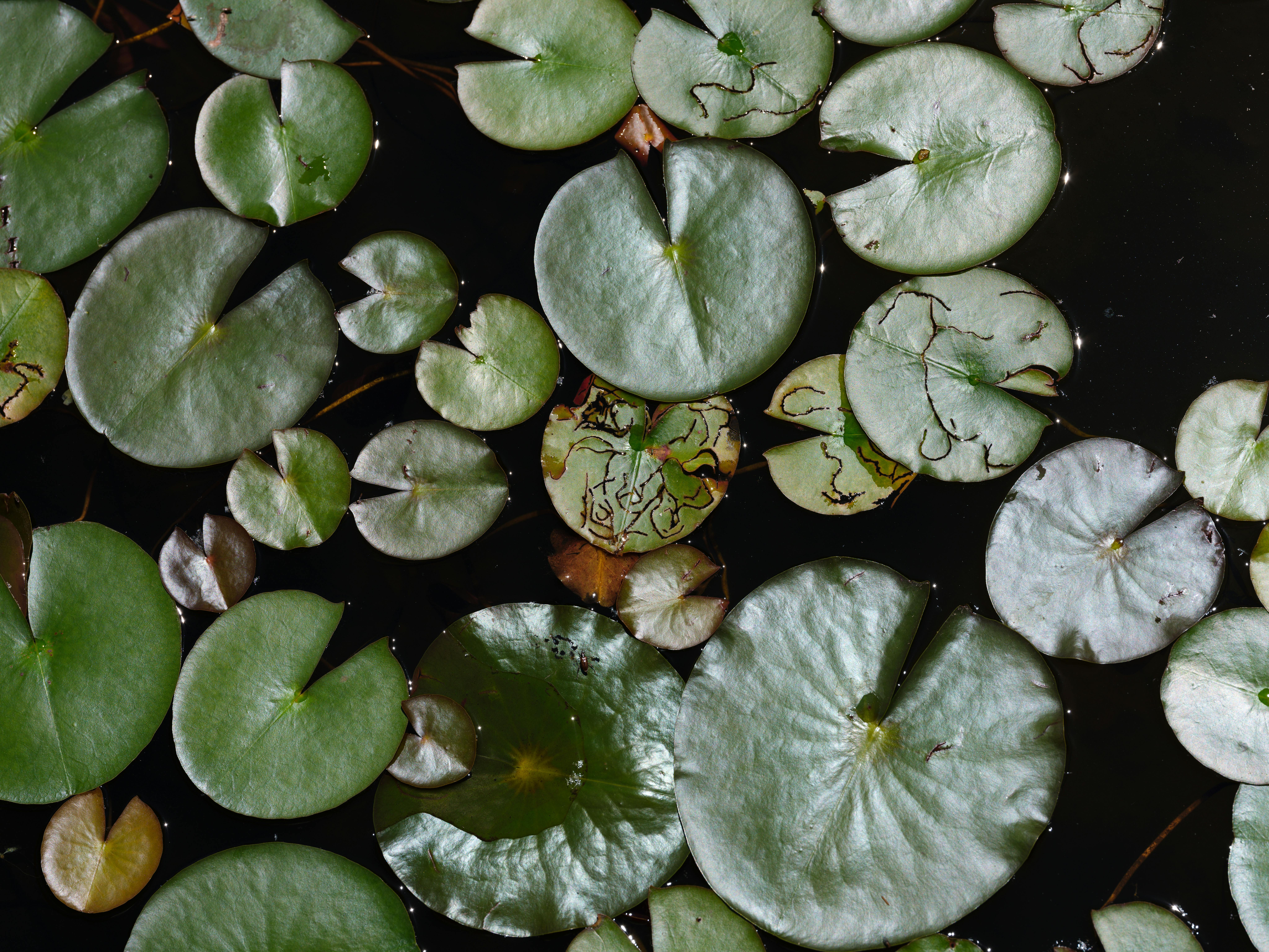Green Lili Pads on Water · Free Stock Photo