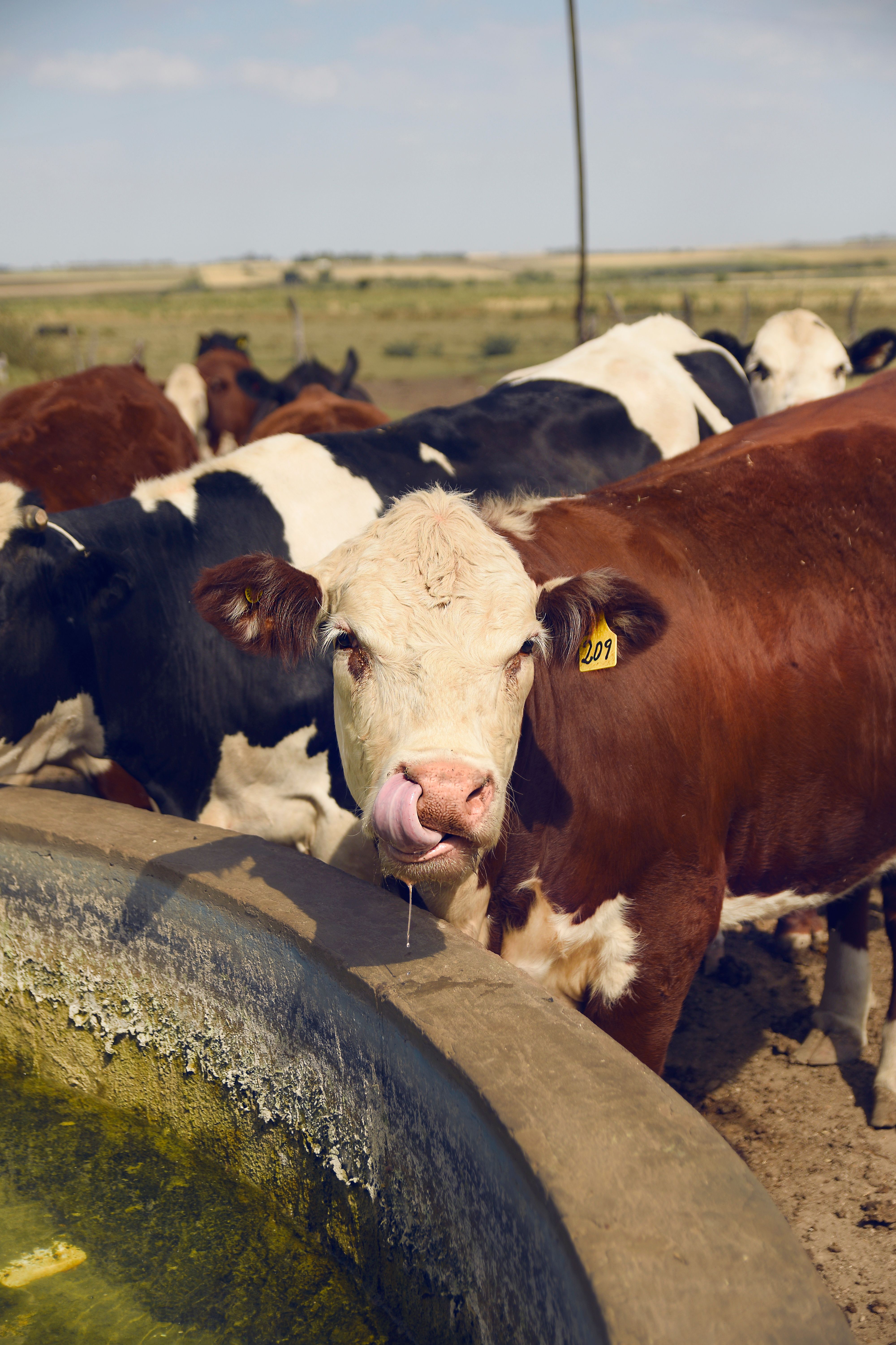 Beef Cows Photos, Download The BEST Free Beef Cows Stock Photos & HD Images