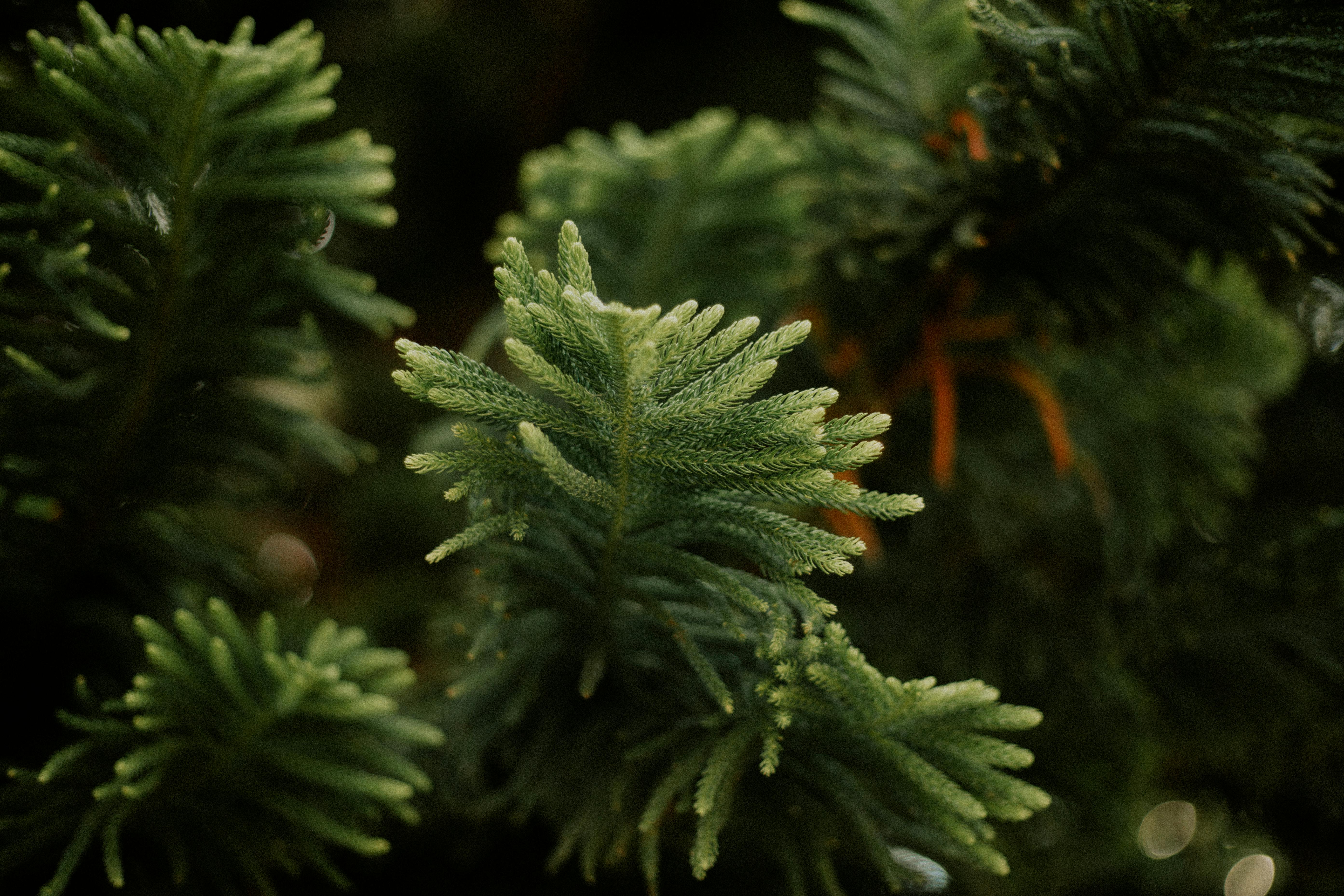Evergreen Needle Branches · Free Stock Photo