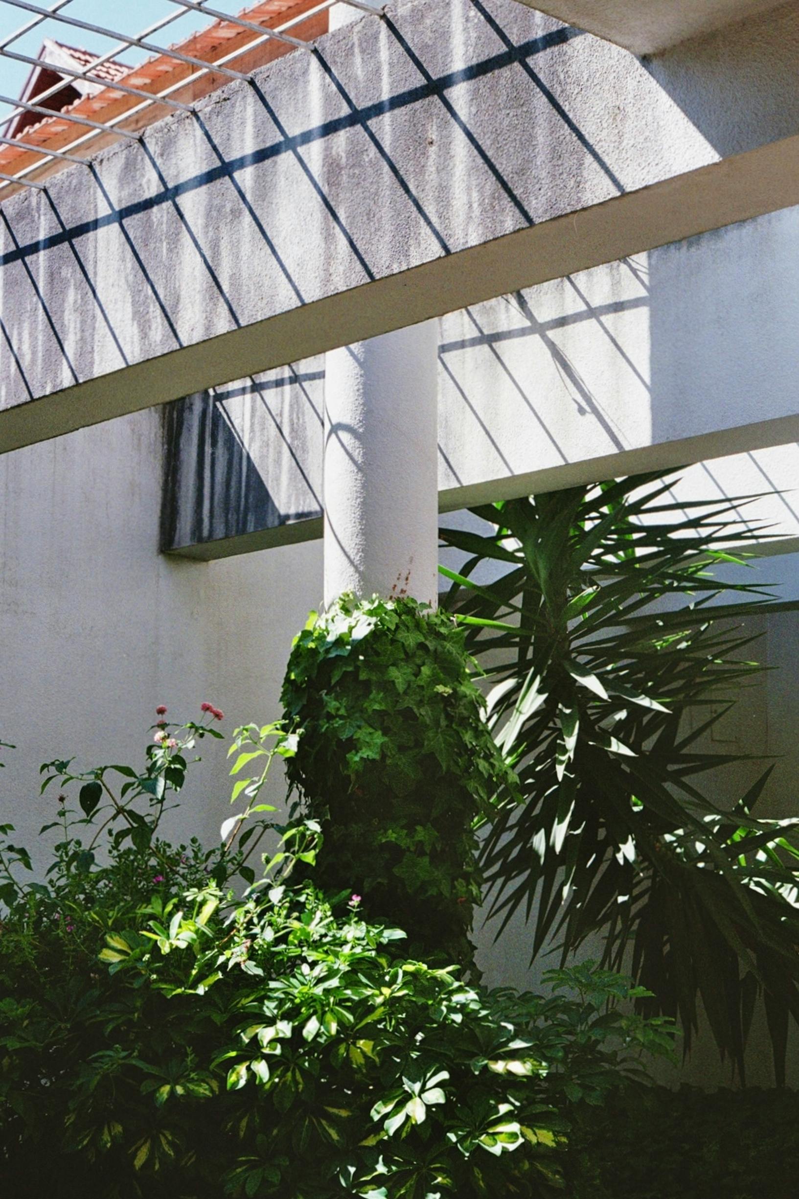 Nature spreading · Free Stock Photo