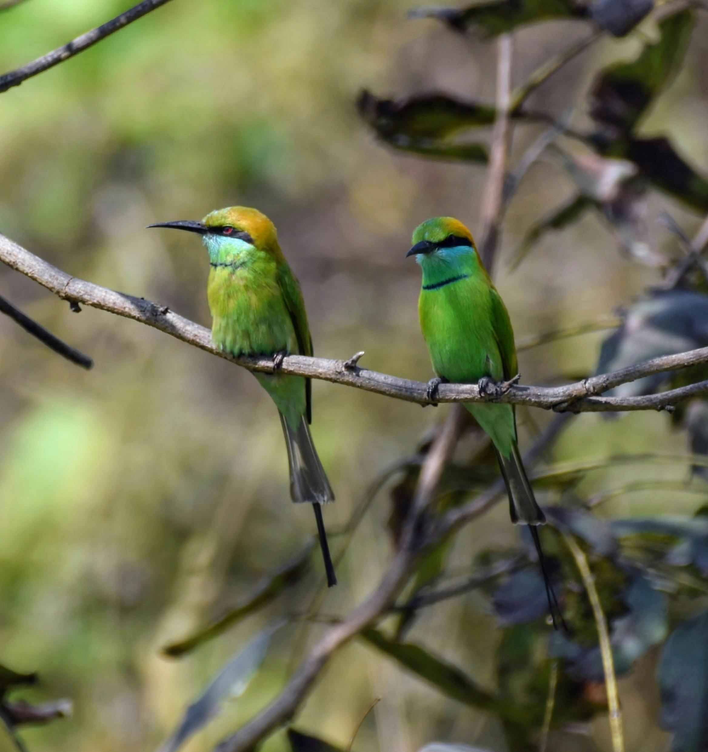 Archana Ramakrishna - 사진