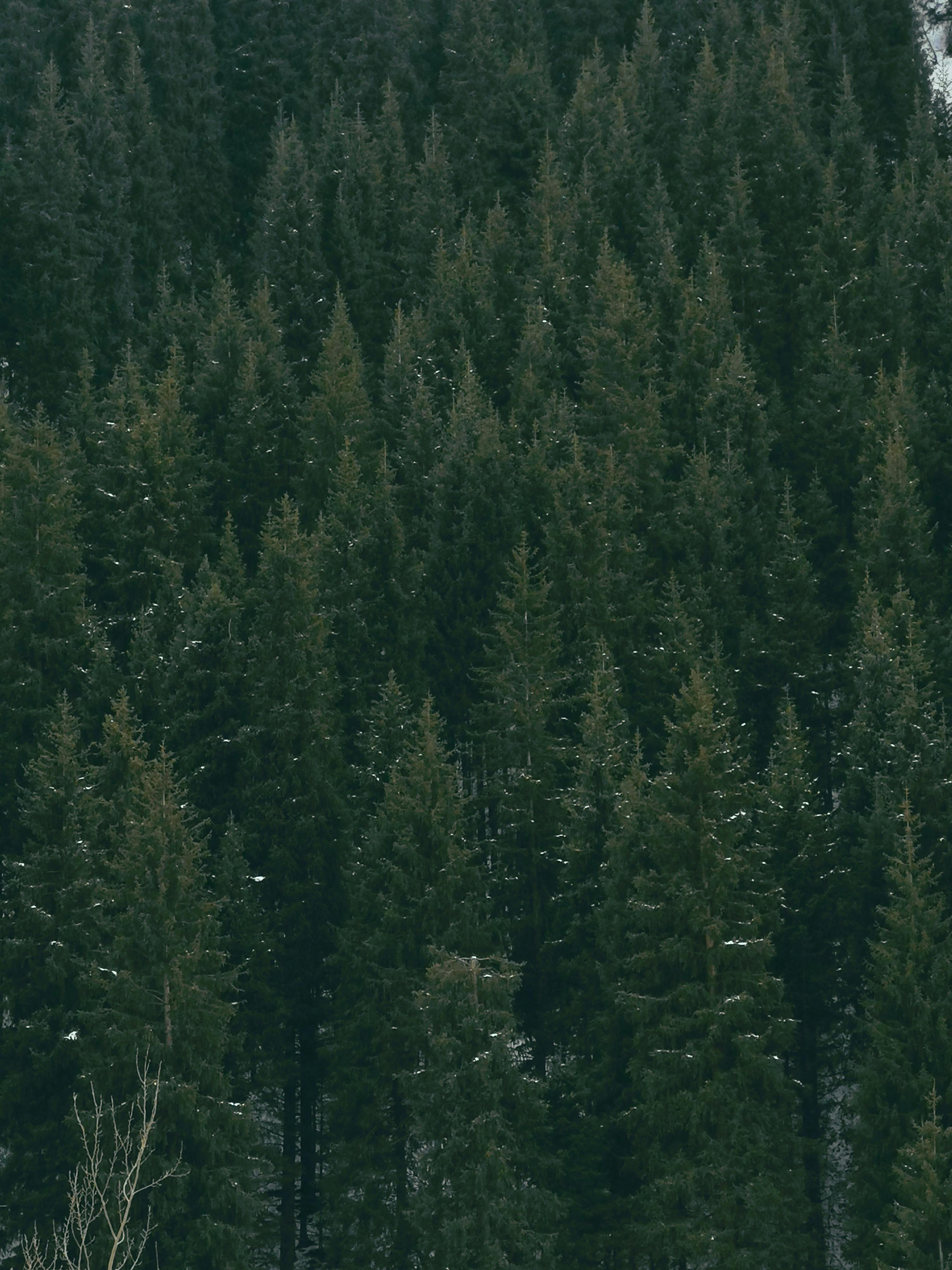 Green Trees in Forest · Free Stock Photo