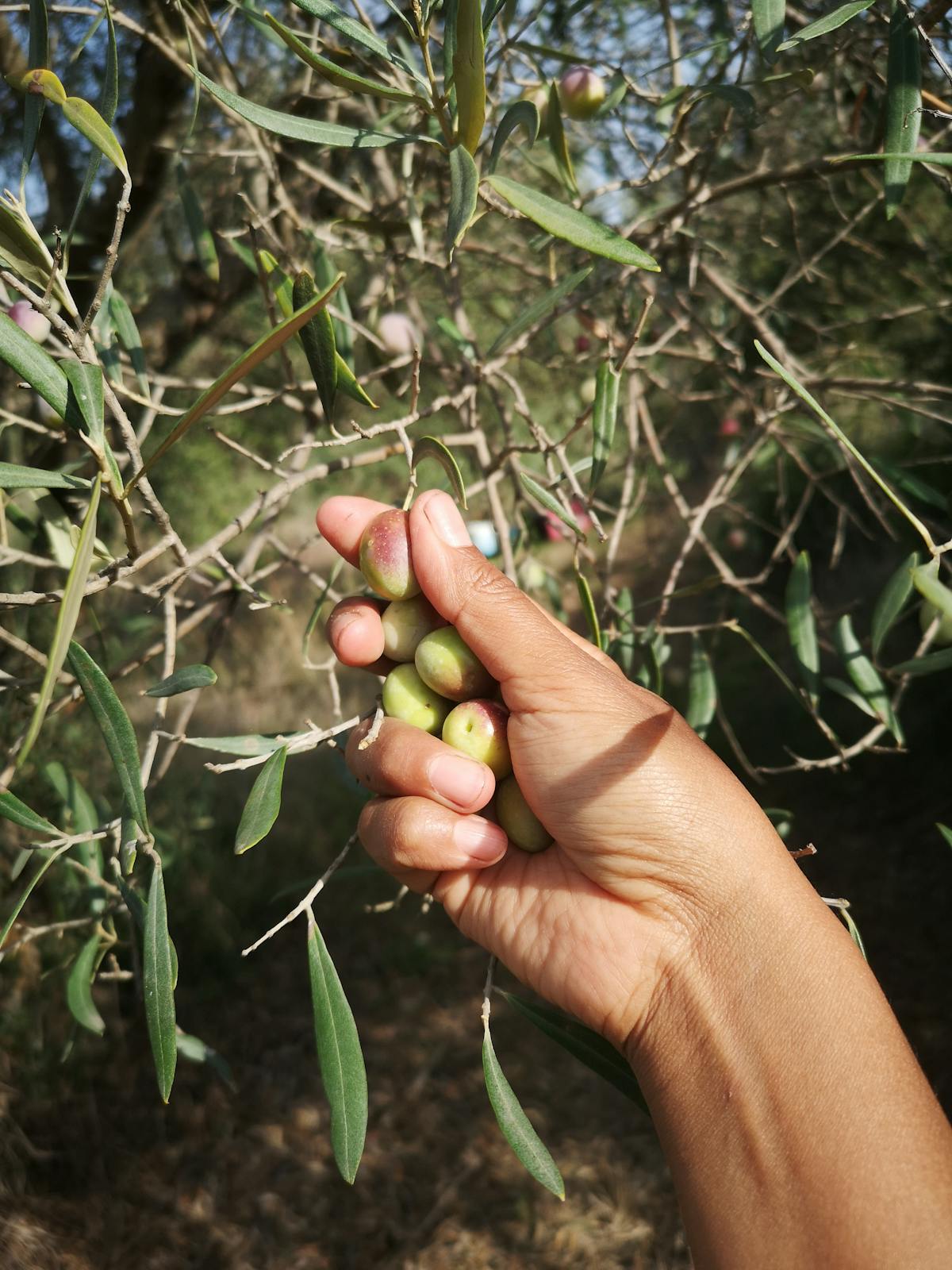 20,000+张最精彩的“Usuma Fruit”图片 · 100%免费下载 · Pexels素材图片