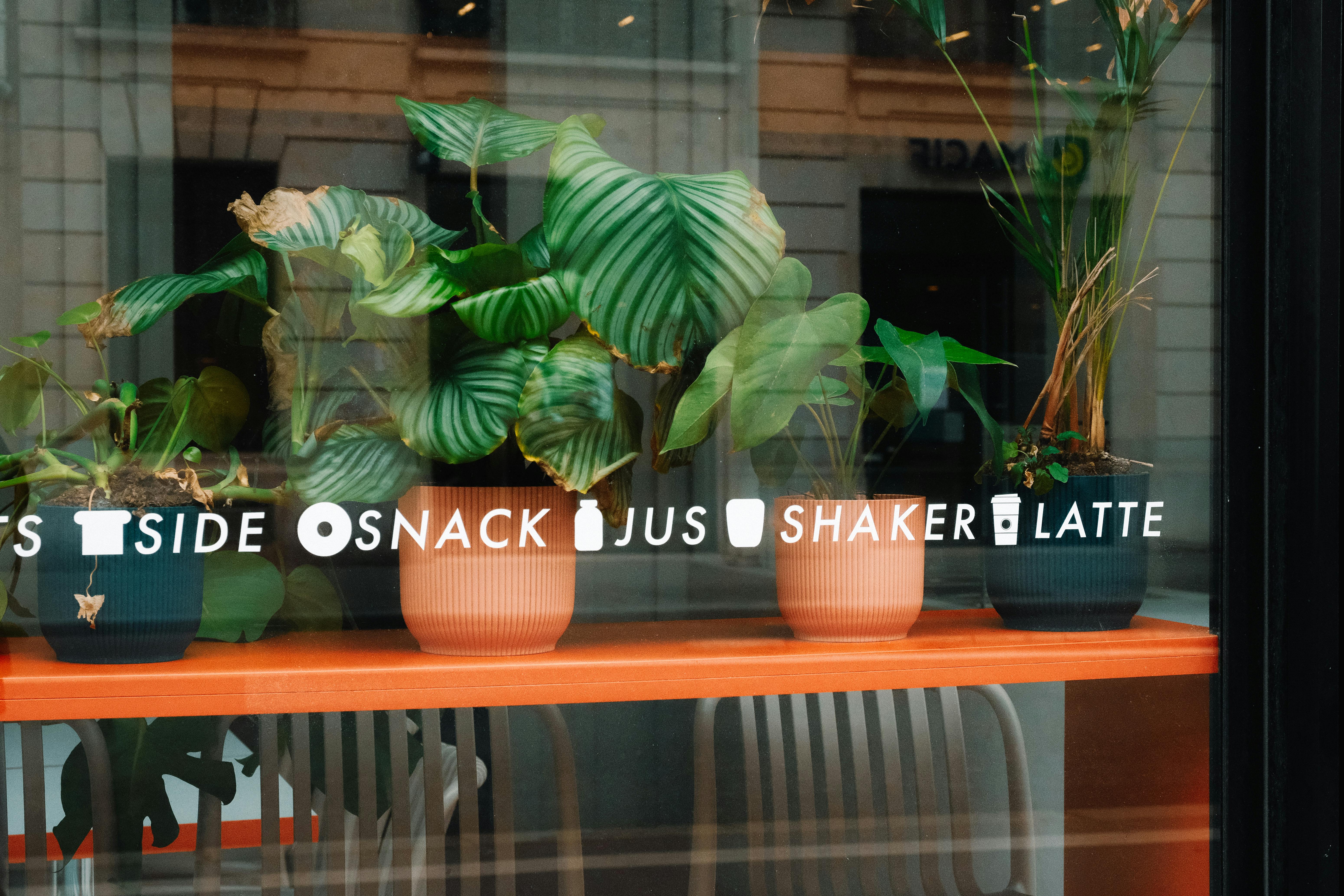 Plants behind Cafe Window · Free Stock Photo