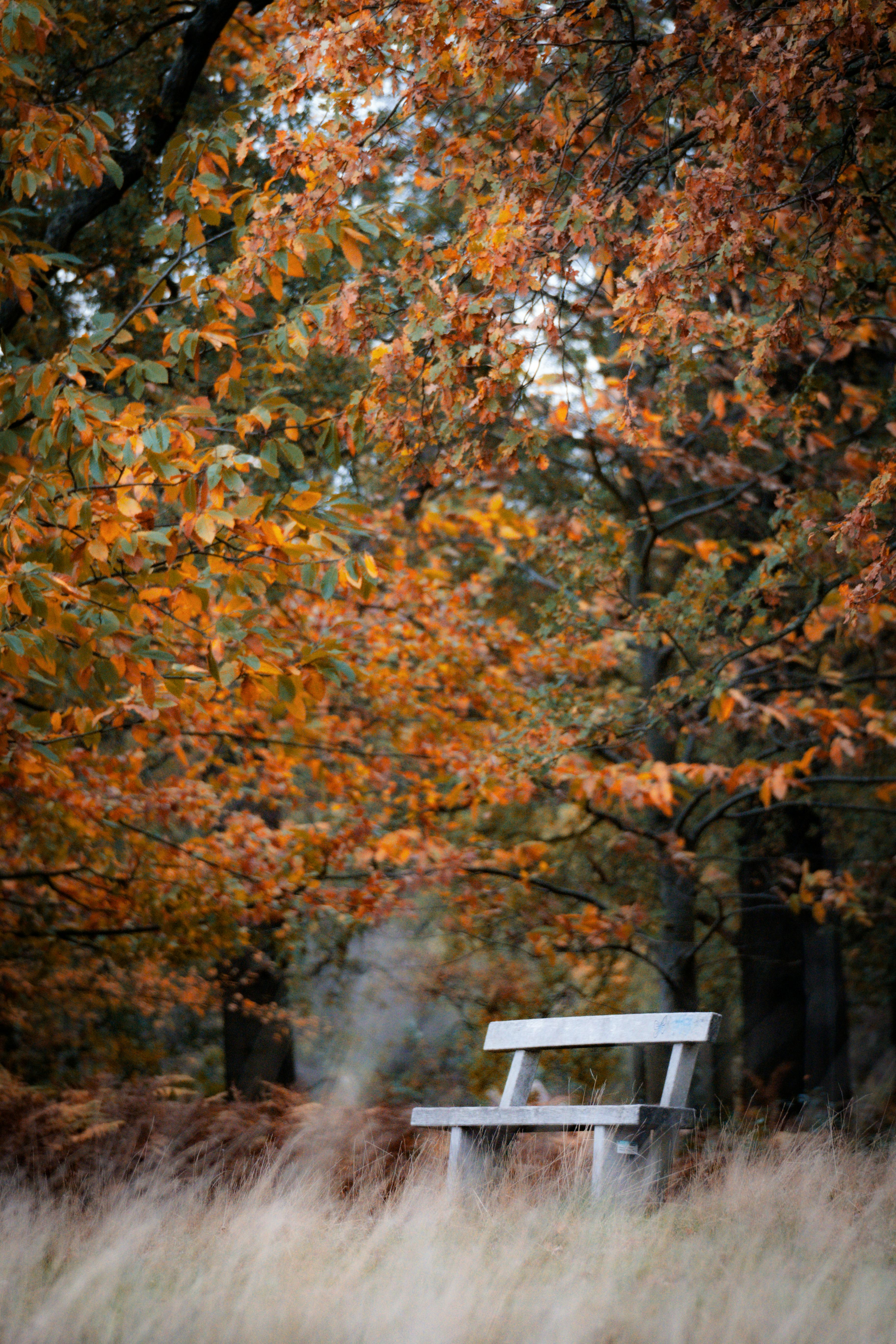 Autumn Tree over Bench · Free Stock Photo