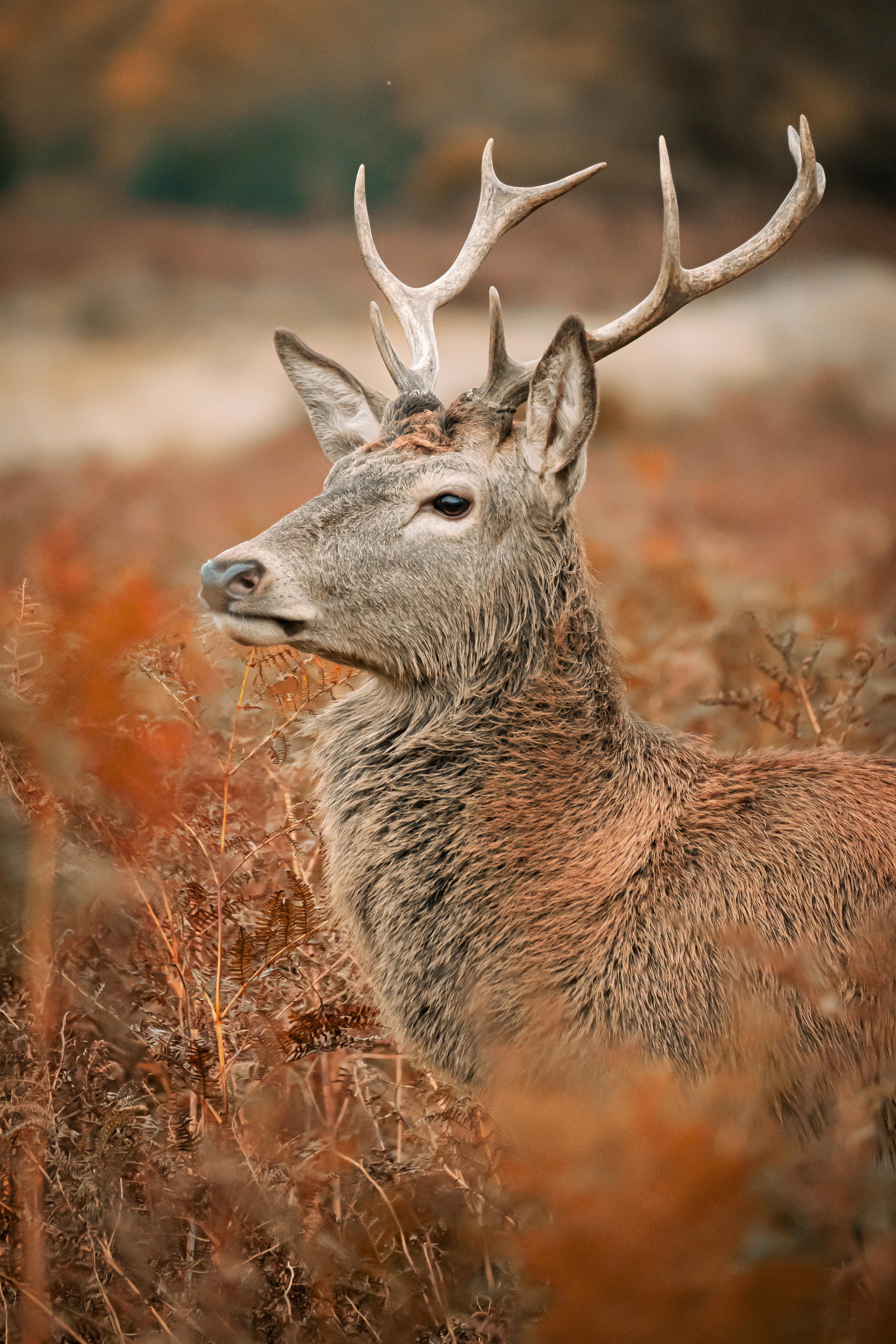 Deer on grassy meadow among trees in wild nature · Free Stock Photo