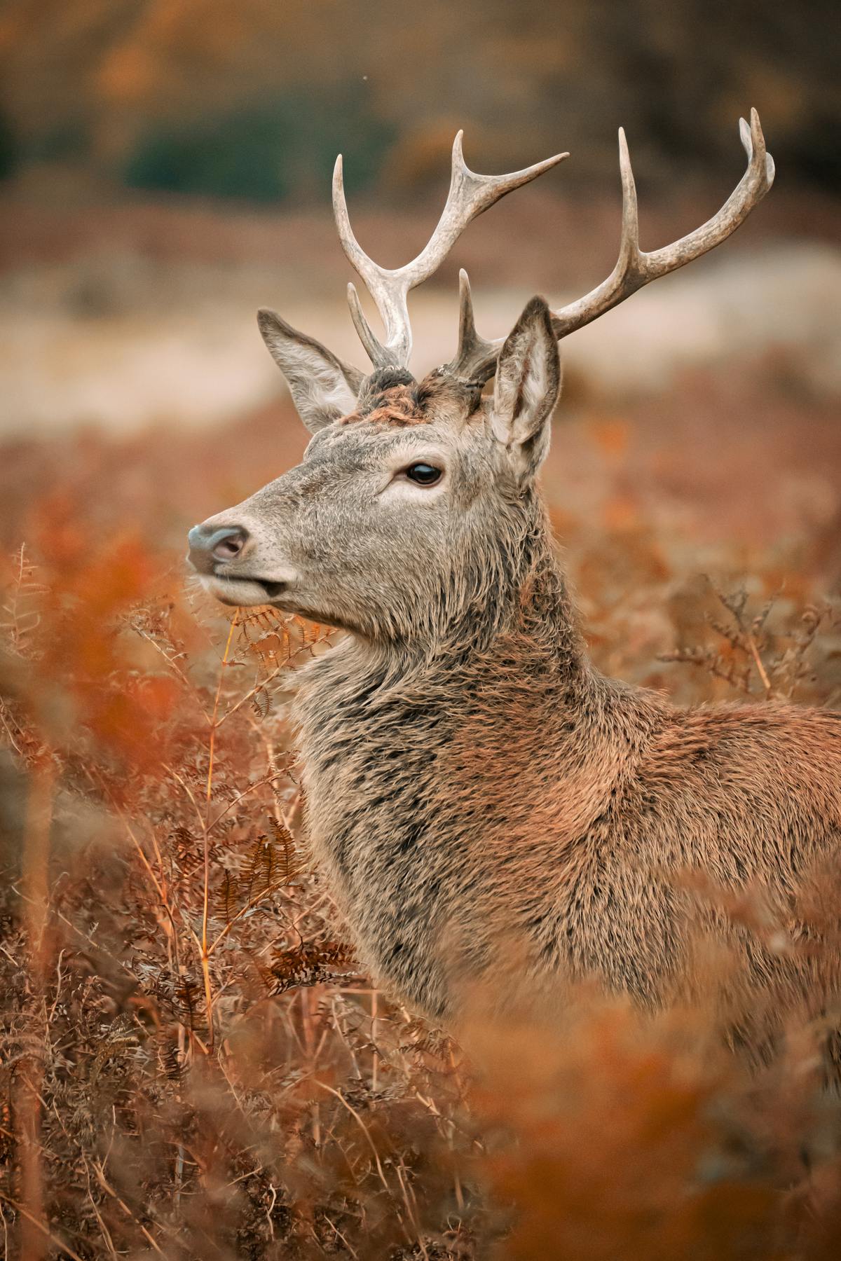 Red Deer Photos, Download The BEST Free Red Deer Stock Photos & HD Images