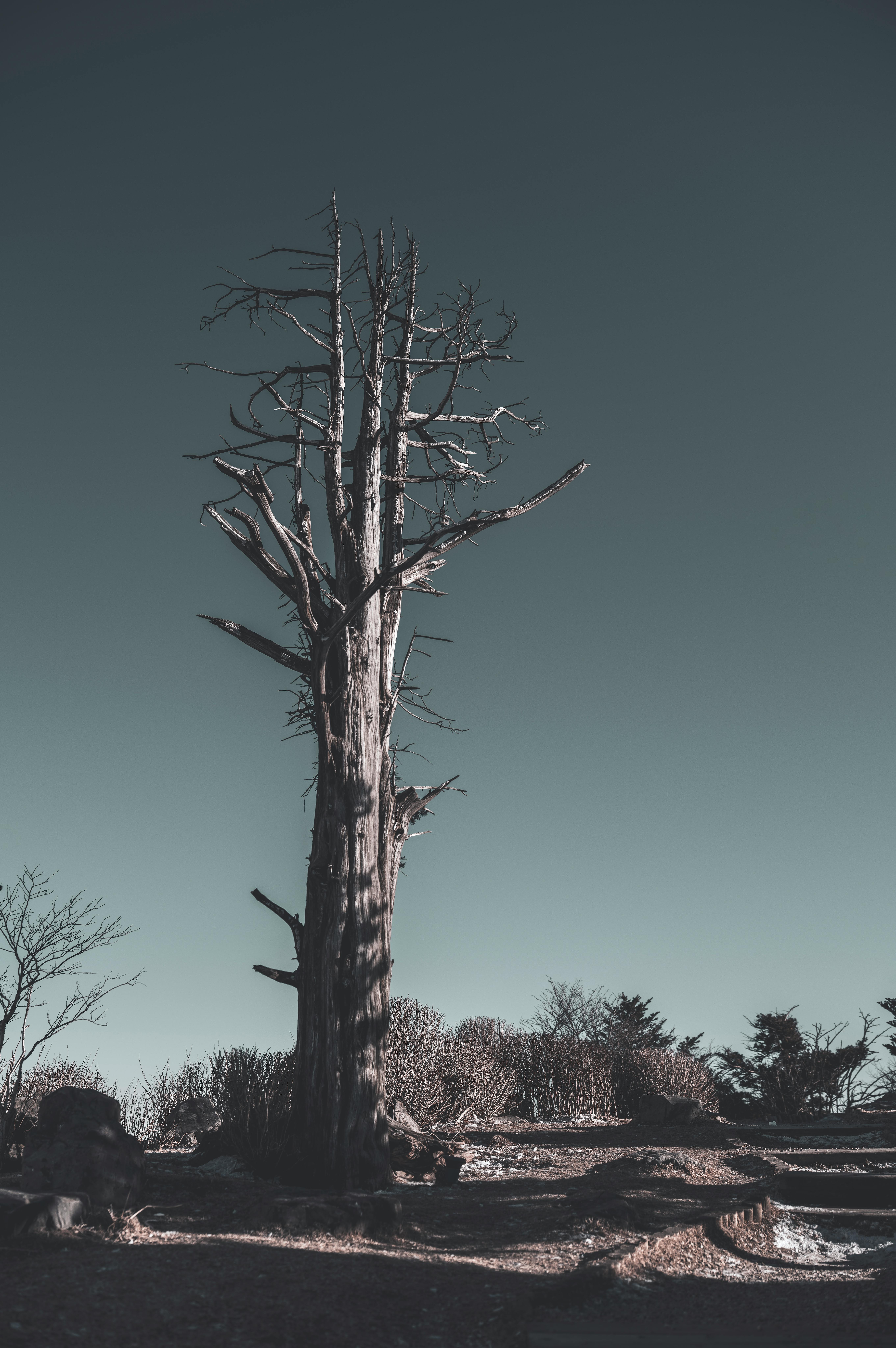 Single, Withered Tree on Lake · Free Stock Photo