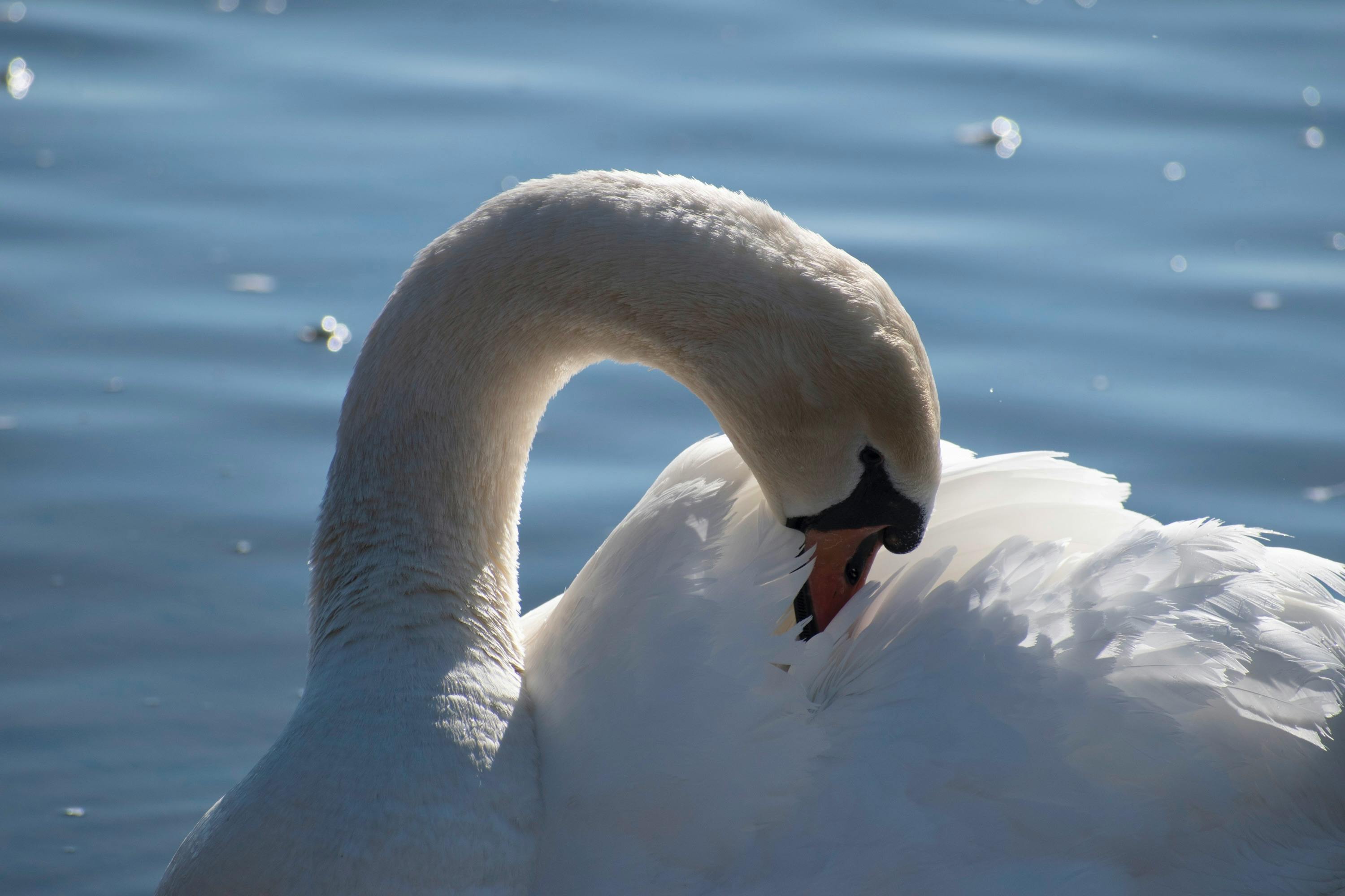 Close up of Swan · Free Stock Photo