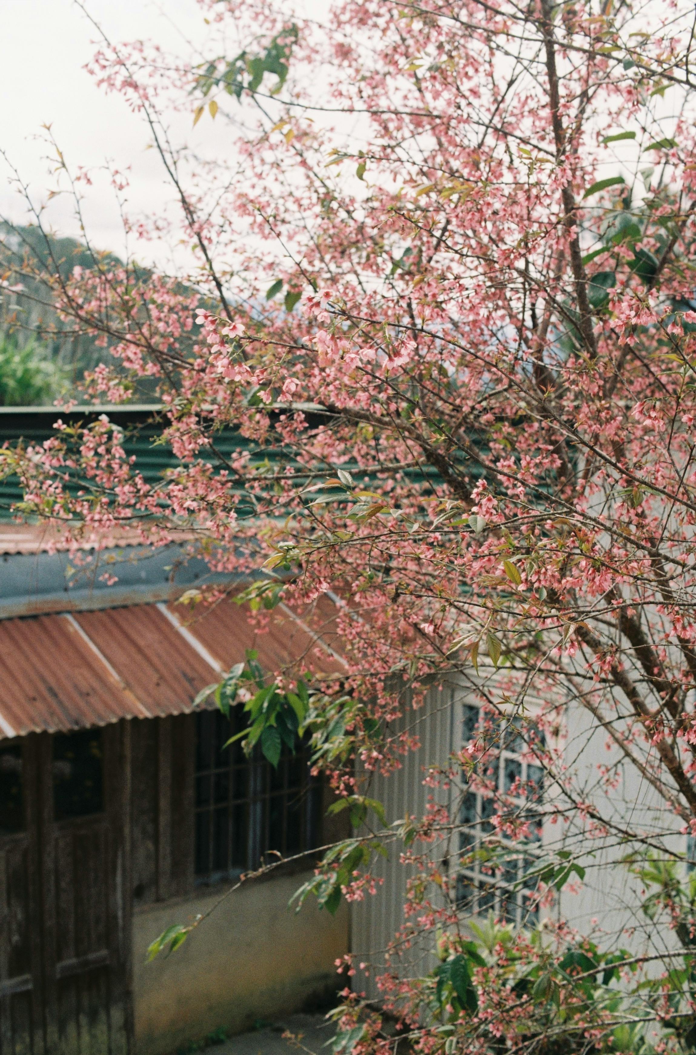 Cherry Tree Blossoms over Building · Free Stock Photo