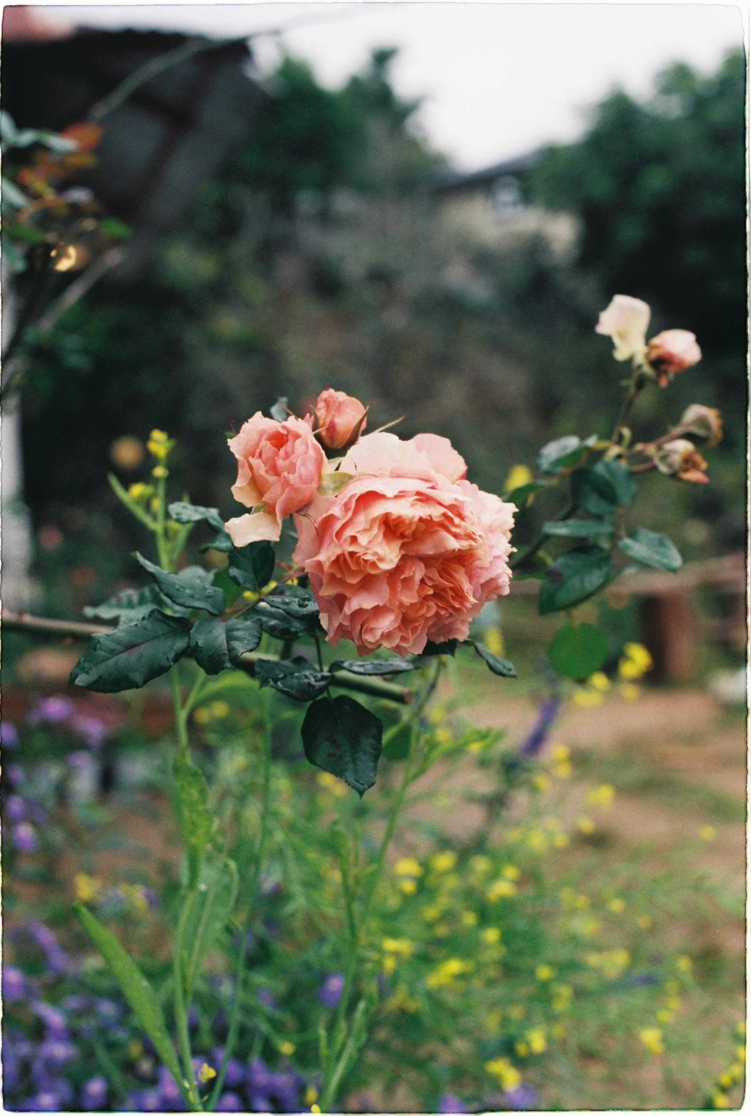 Geta Pichcha Flowers Photos, Download Free Geta Pichcha Flowers Stock ...