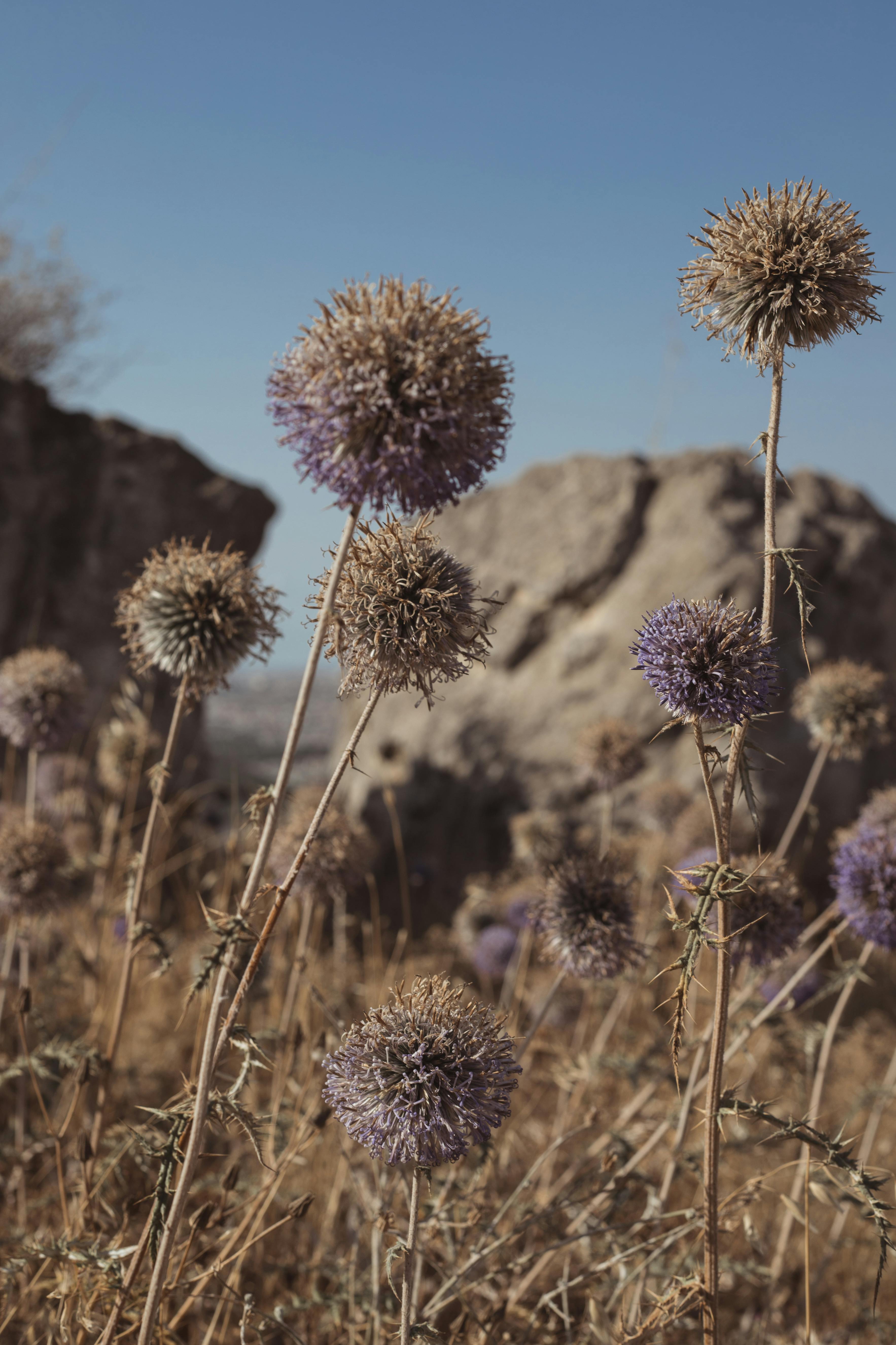 Gress Ground Photos, Download The BEST Free Gress Ground Stock Photos ...