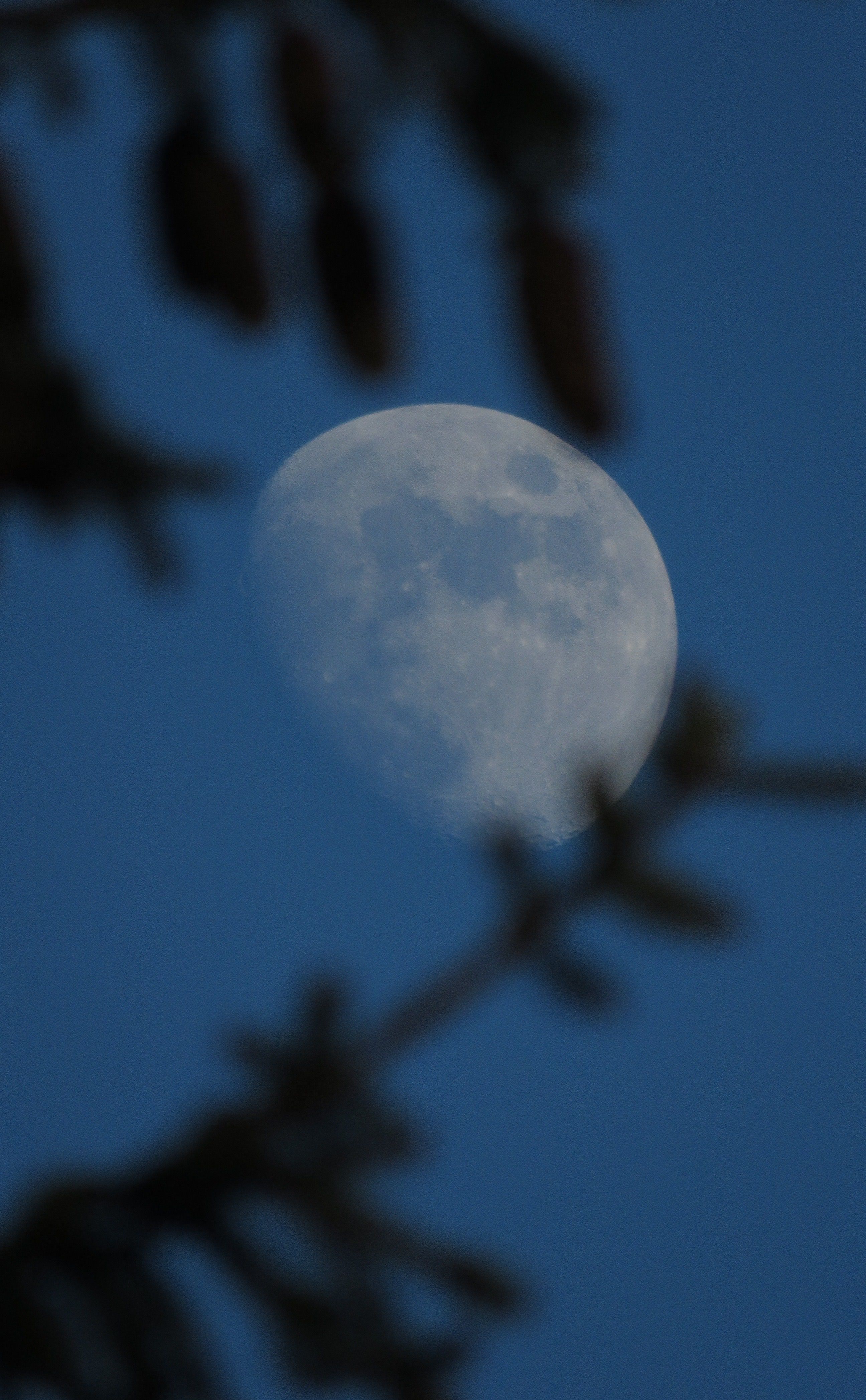 Moon on Evening Sky · Free Stock Photo