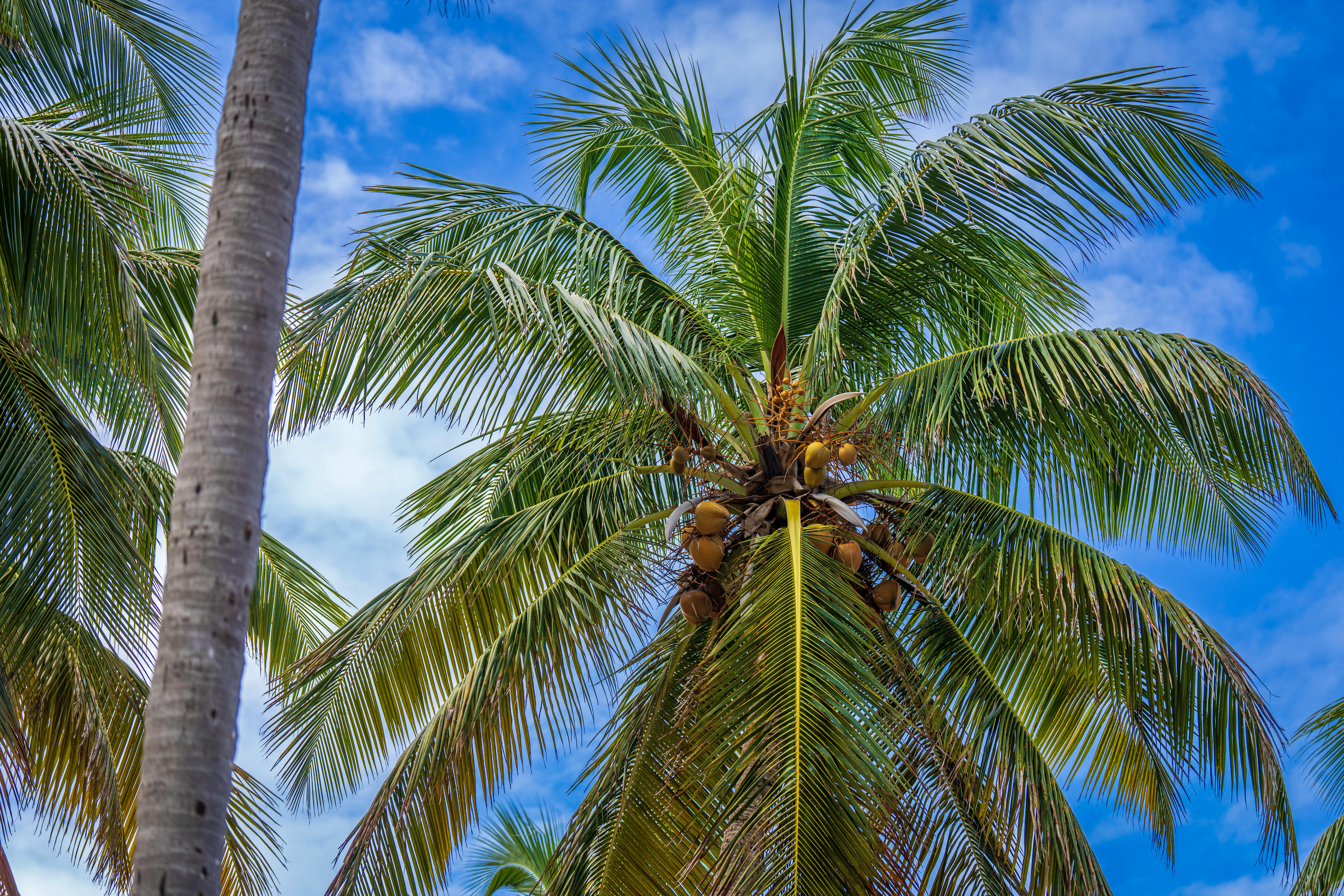 Close Up Photo of Coconut Tree Under Blue Sky · Free Stock Photo