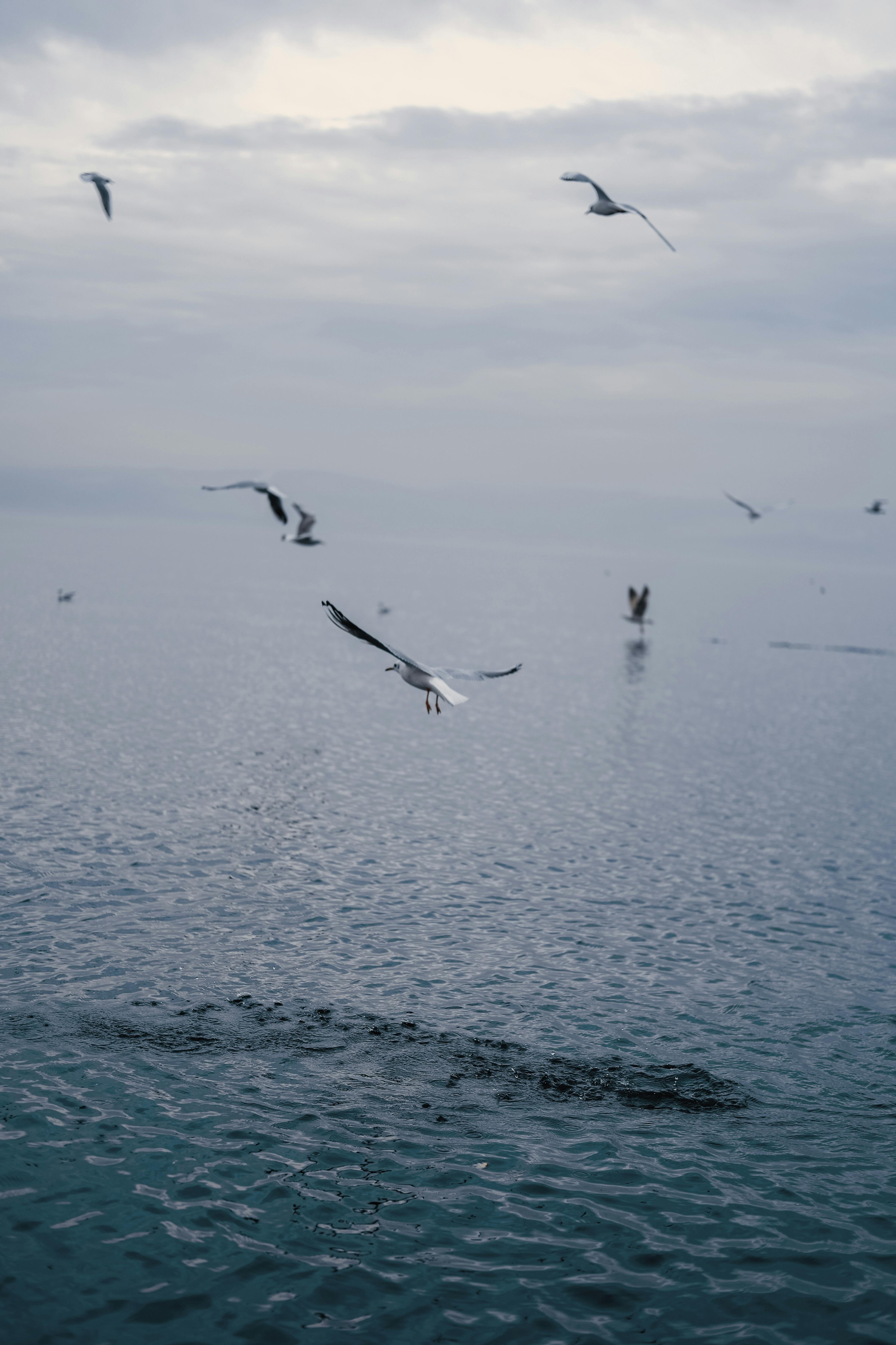 Bird Flying behind Stairs · Free Stock Photo