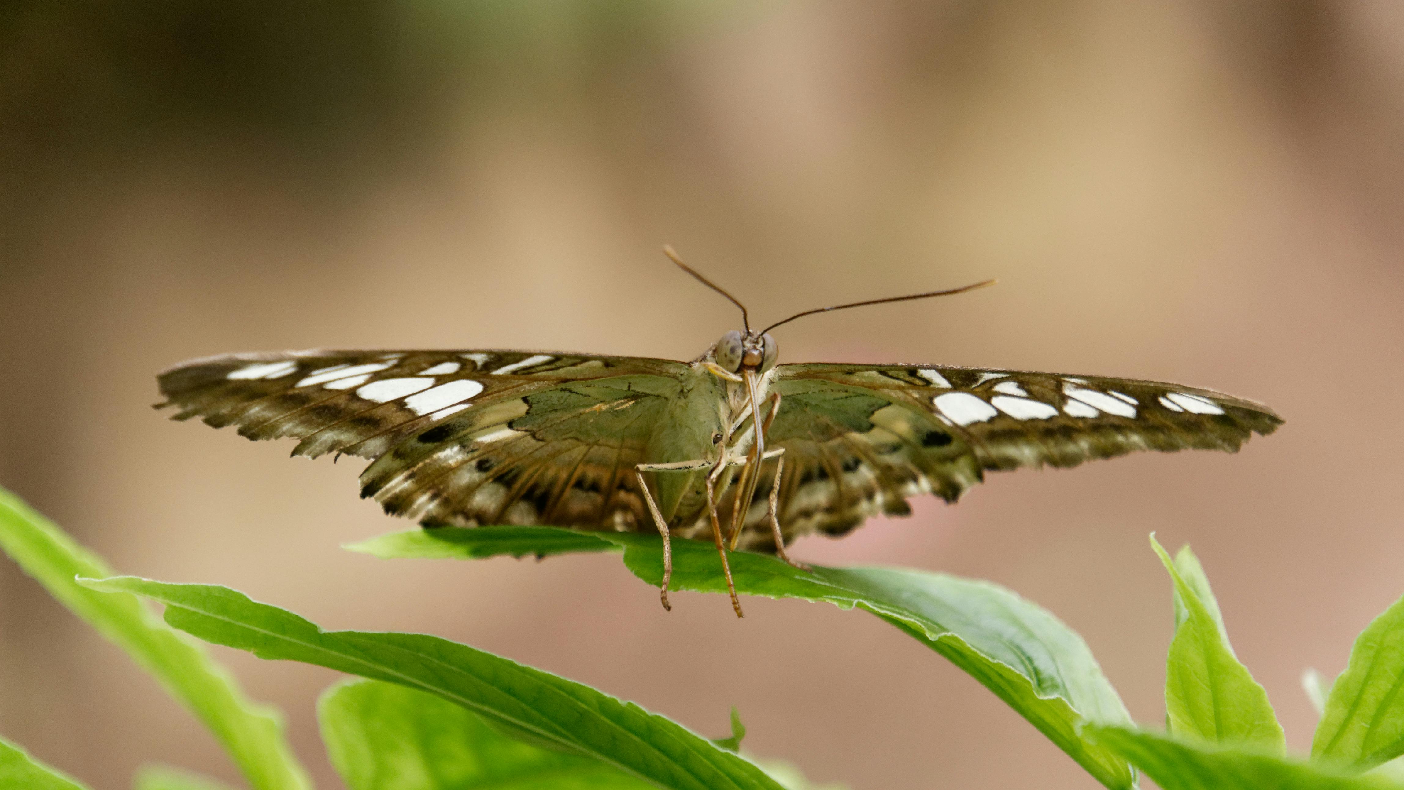 Close up of Butterflies on Leaves · Free Stock Photo