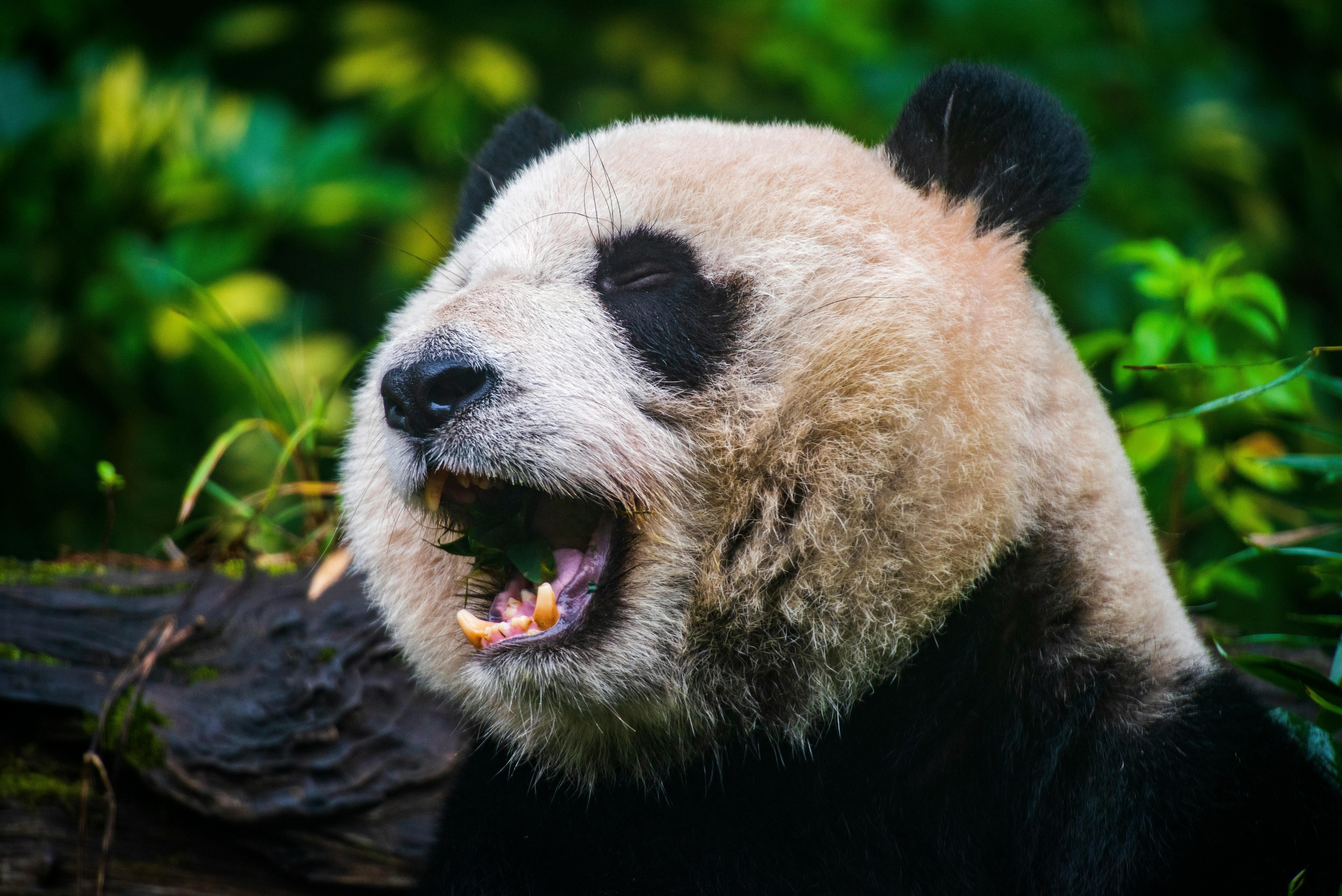 Close up of Panda · Free Stock Photo