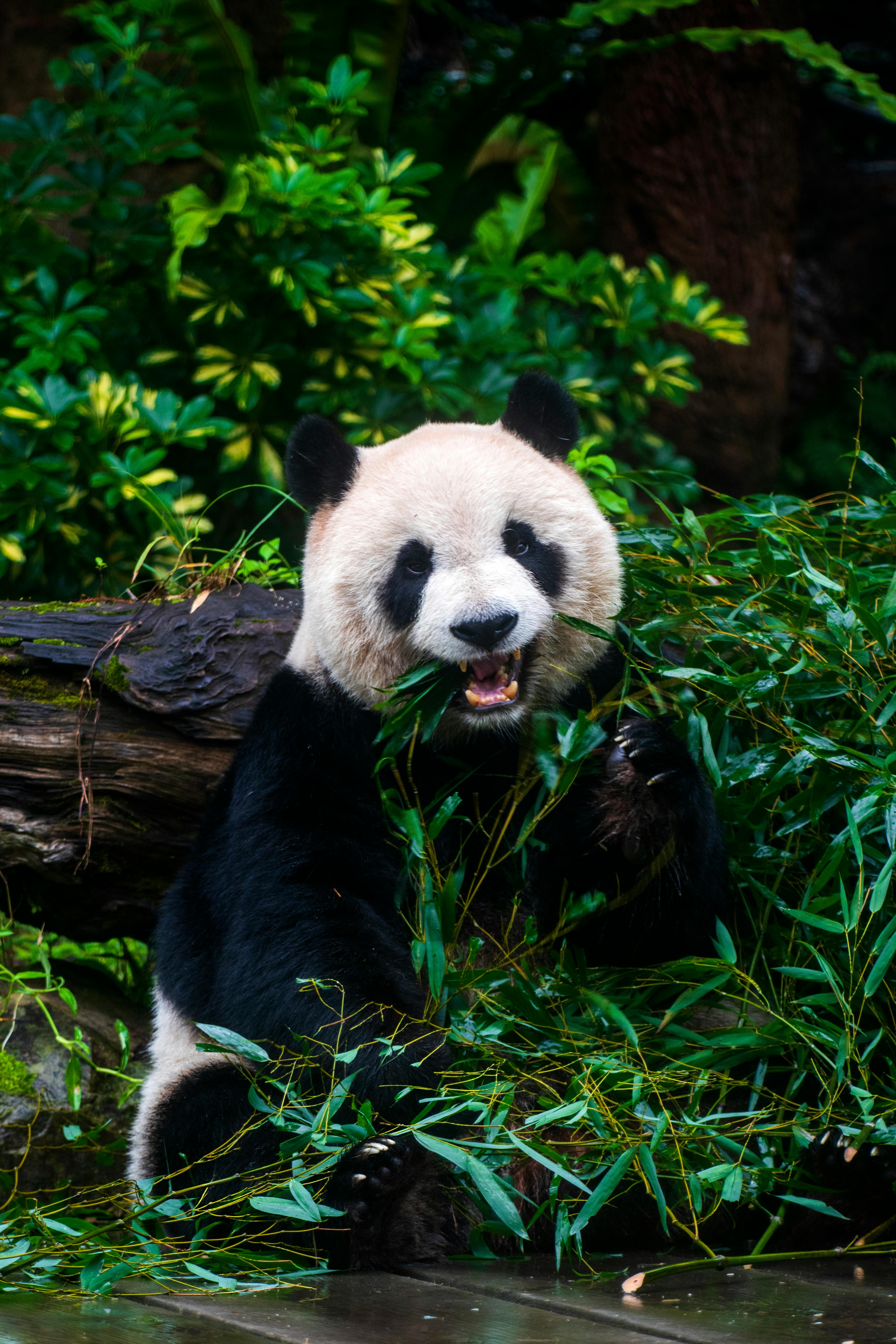 Close up of Panda · Free Stock Photo