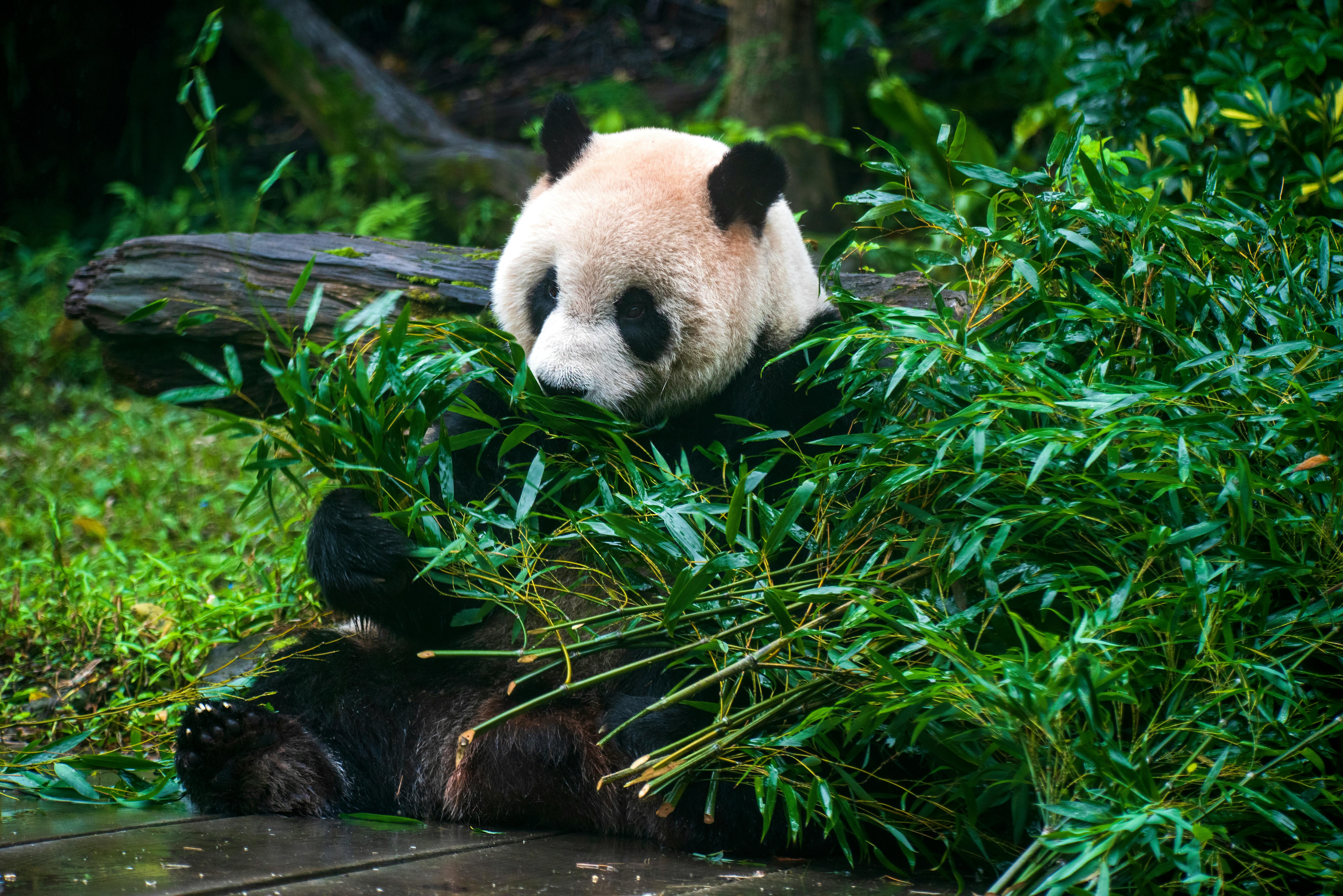 Eating Panda Bear · Free Stock Photo