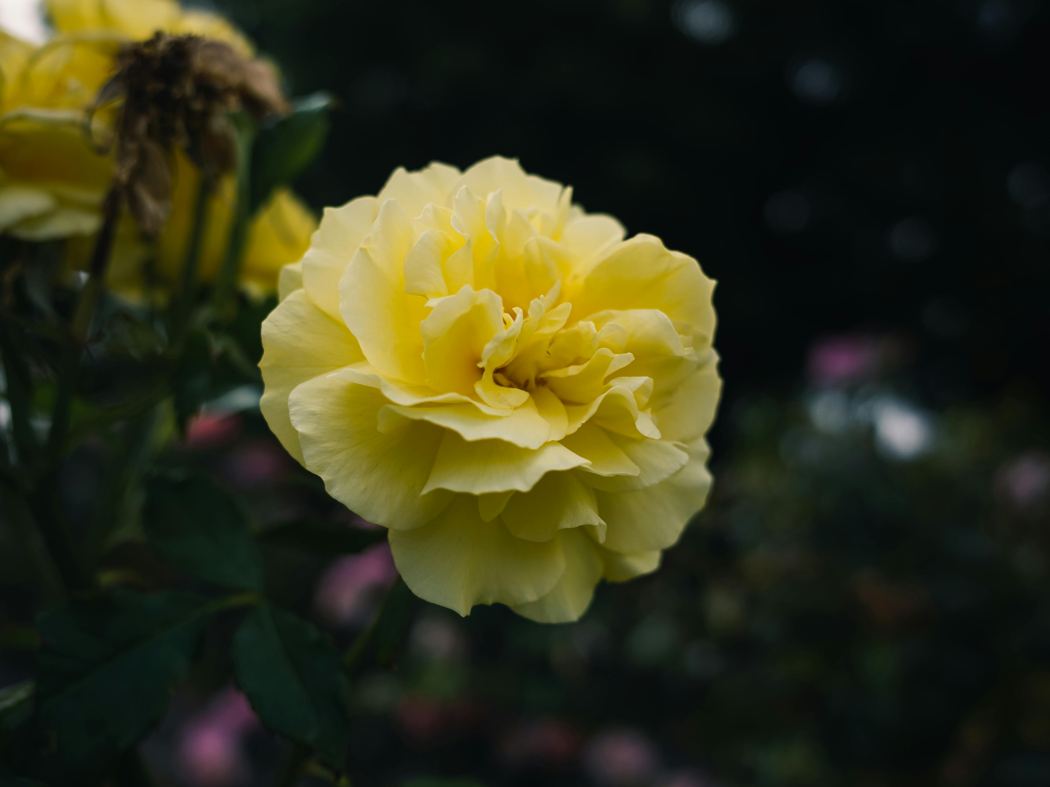 Yellow Roses Wallpaper Photos, Download The BEST Free Yellow Roses ...