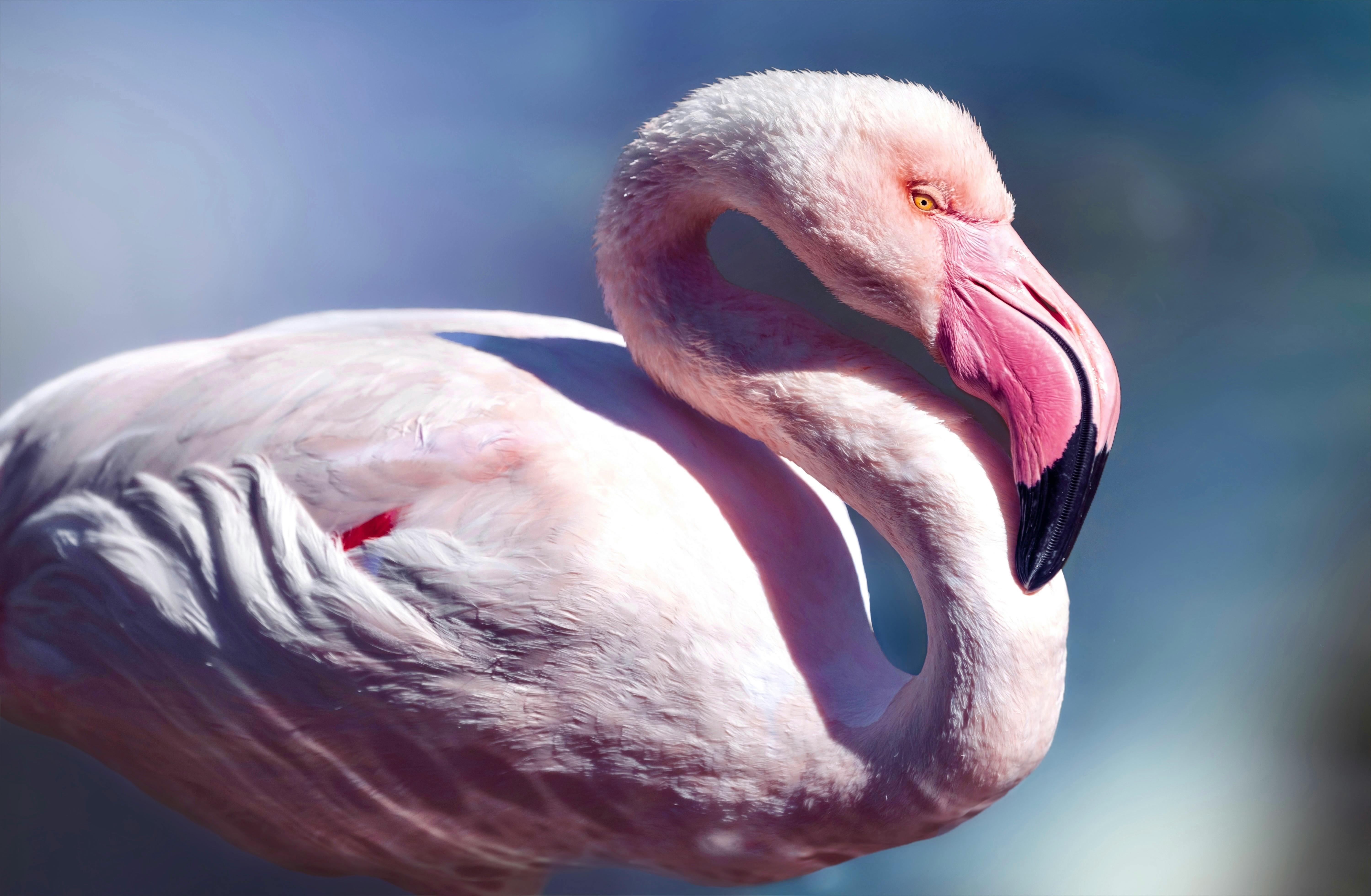 Close Up Photo of a Pink Flamingo · Free Stock Photo