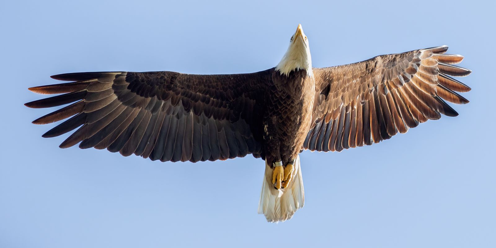Eagle 8k Wallpaper Photos, Download The BEST Free Eagle 8k Wallpaper ...