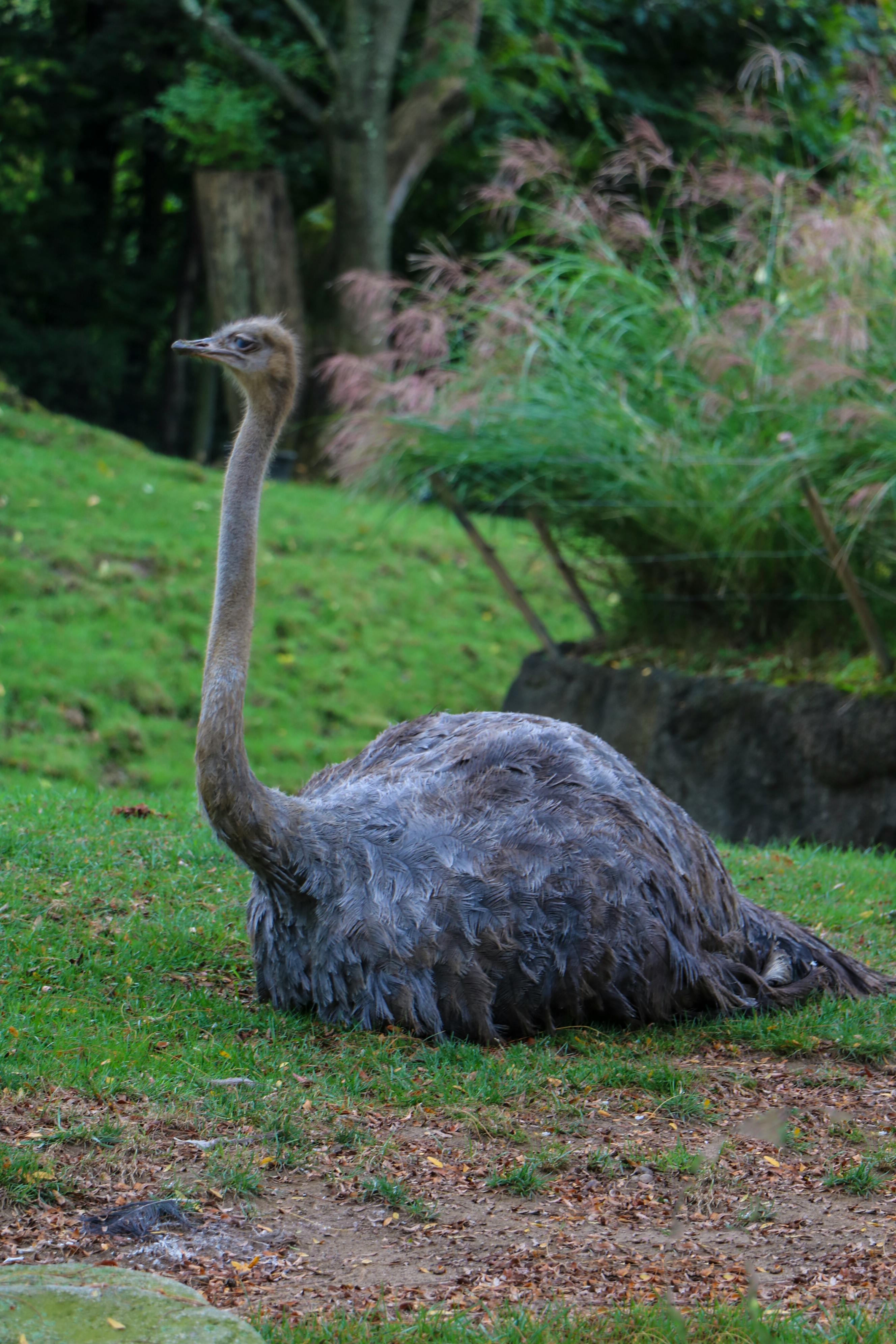 Photo of Ostriches · Free Stock Photo