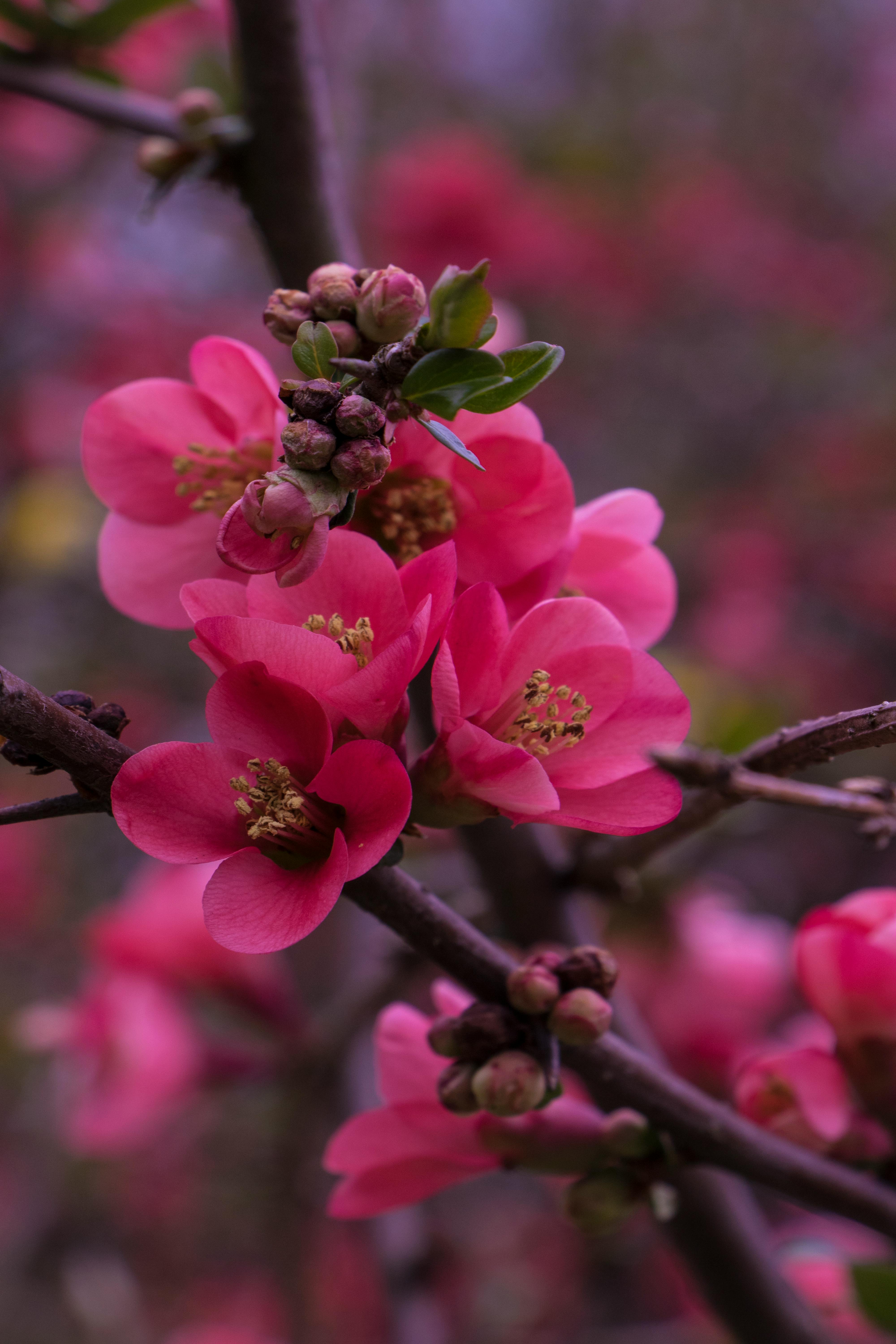Close up of a Blossom · Free Stock Photo