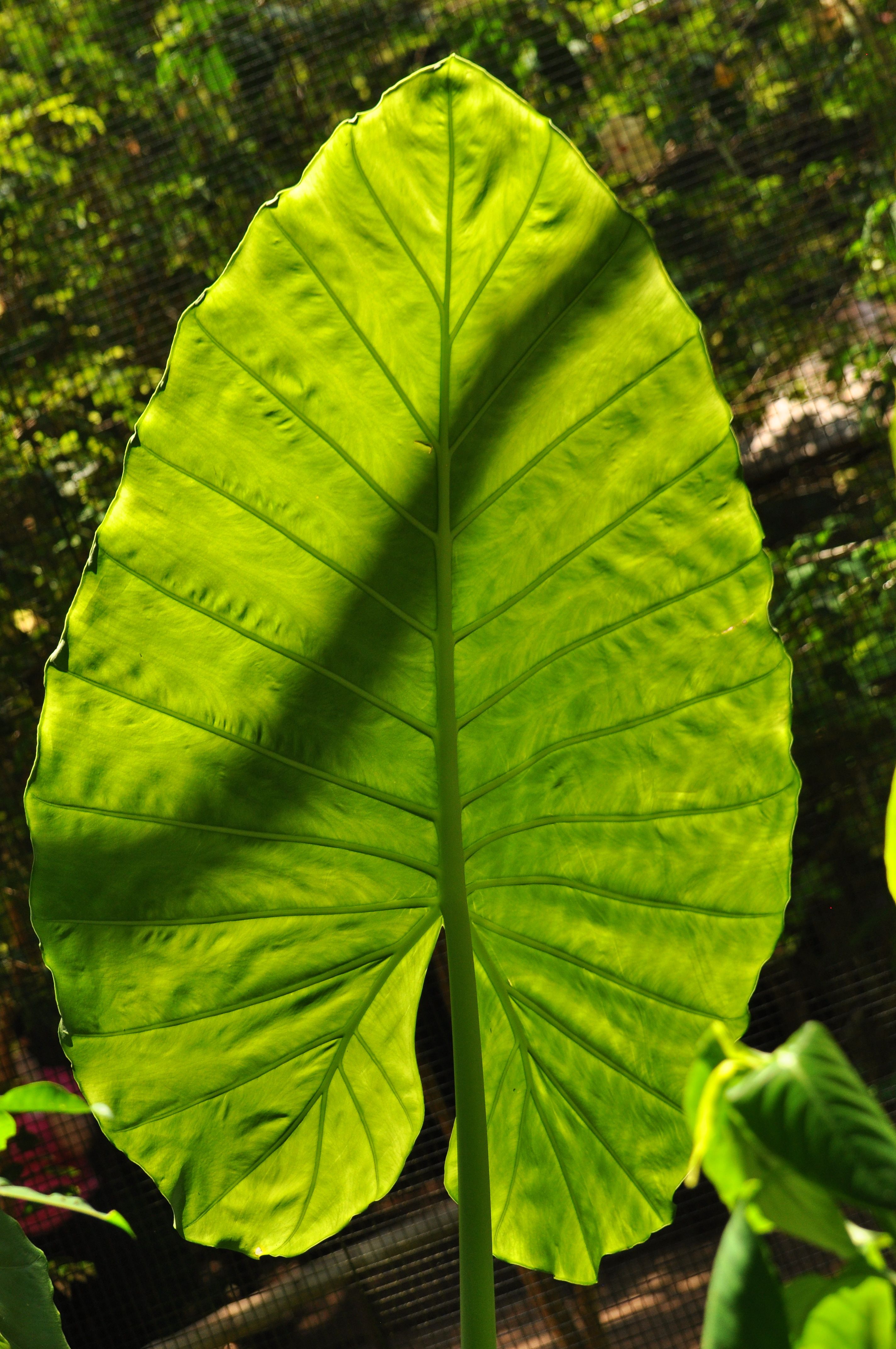 Plantain Leaf Photos, Download The BEST Free Plantain Leaf Stock Photos ...
