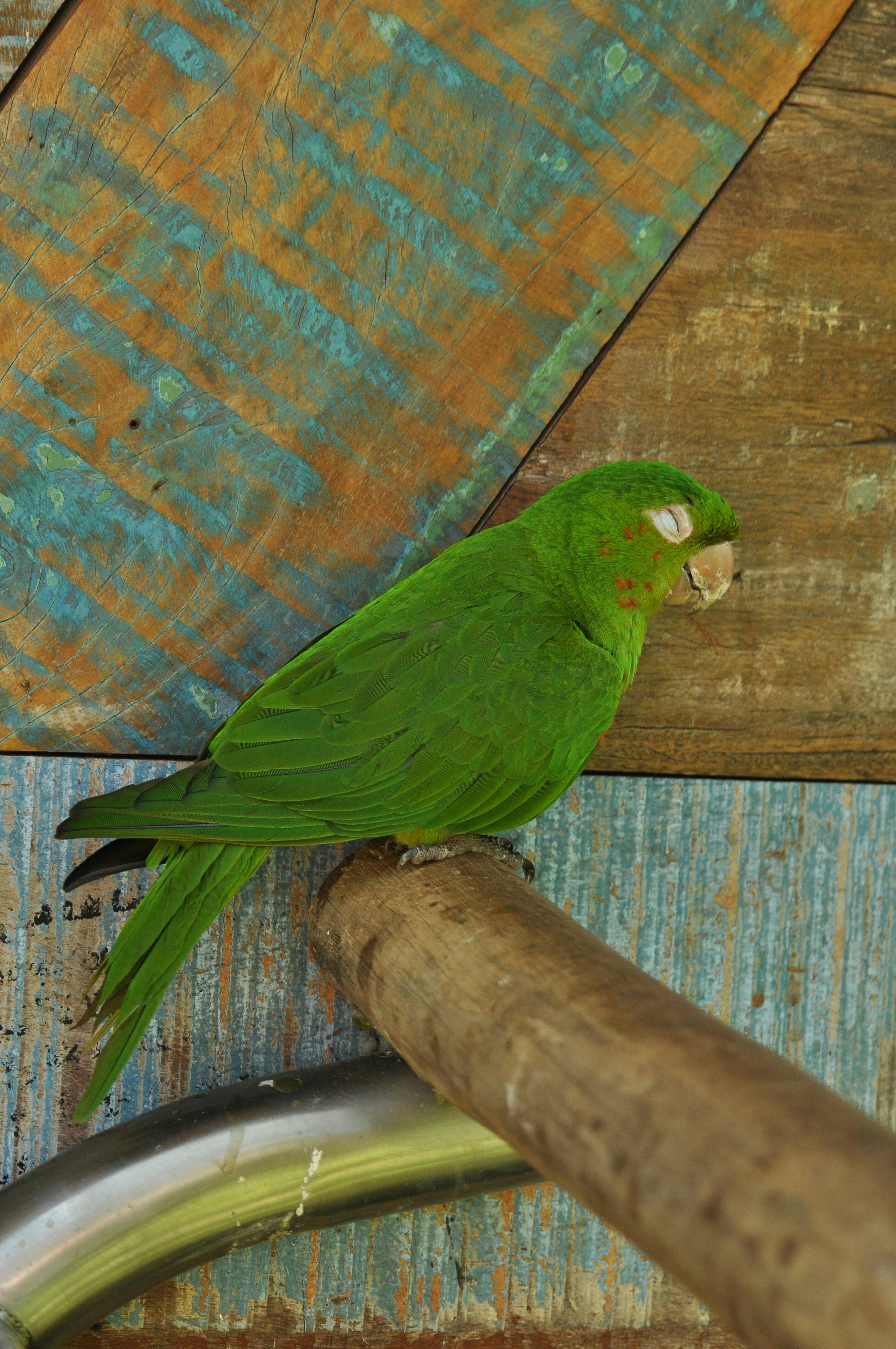 Close up of Sleeping Parrot · Free Stock Photo