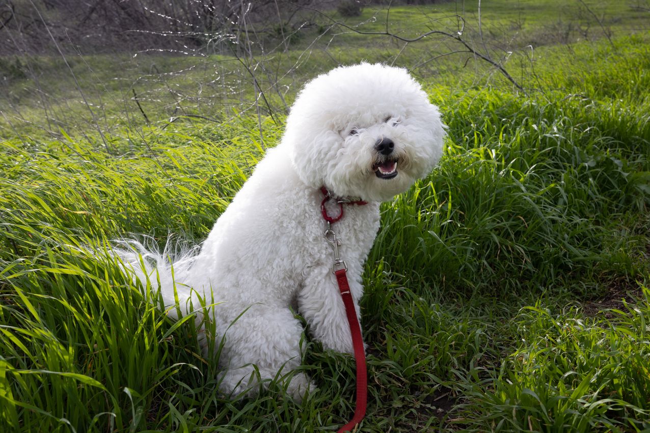 Caniche in English: Breed Definitions and Care Tips