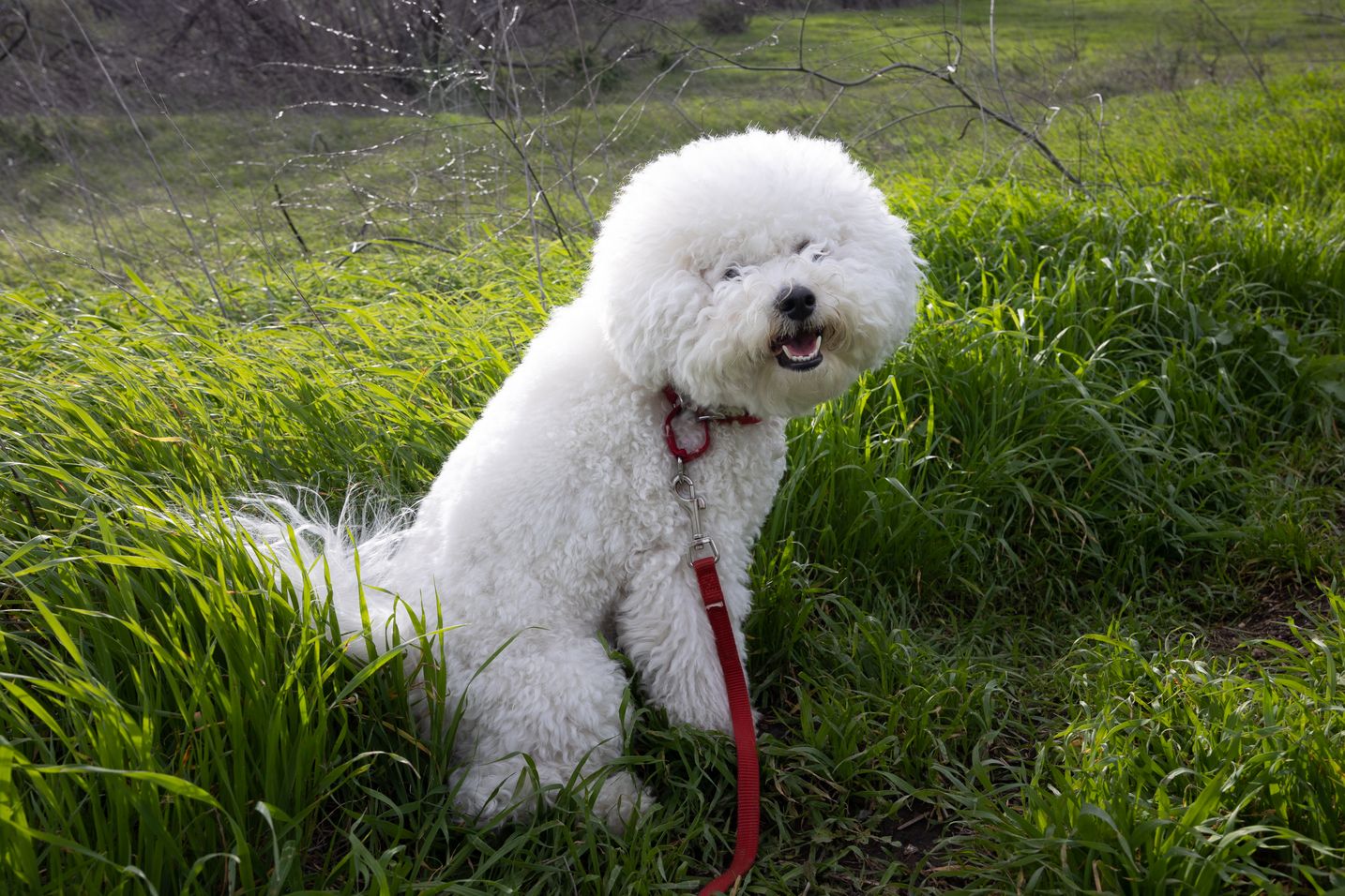 Caniche in English: Breed Definitions and Care Tips