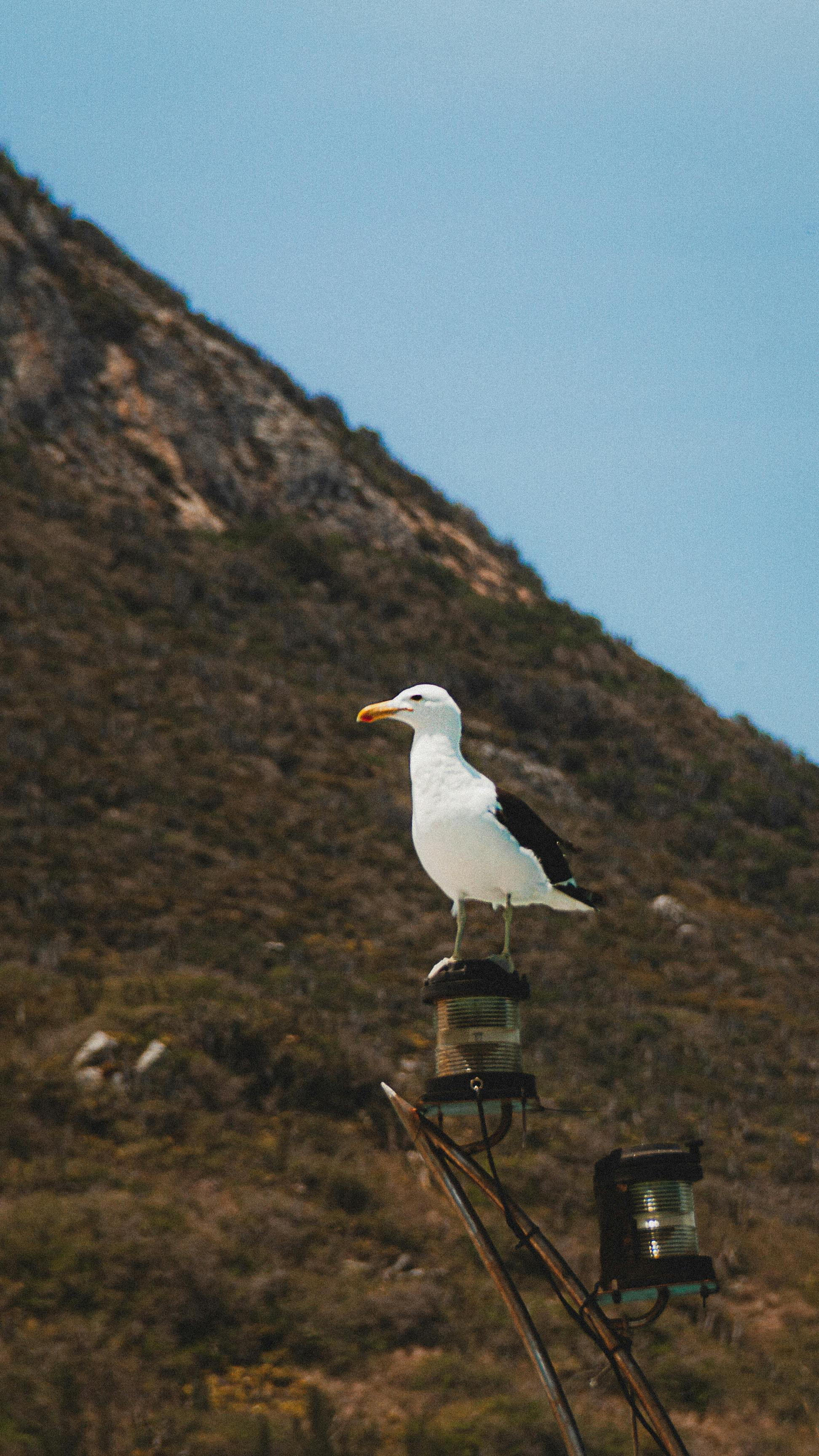 Crow on Street Lamp · Free Stock Photo