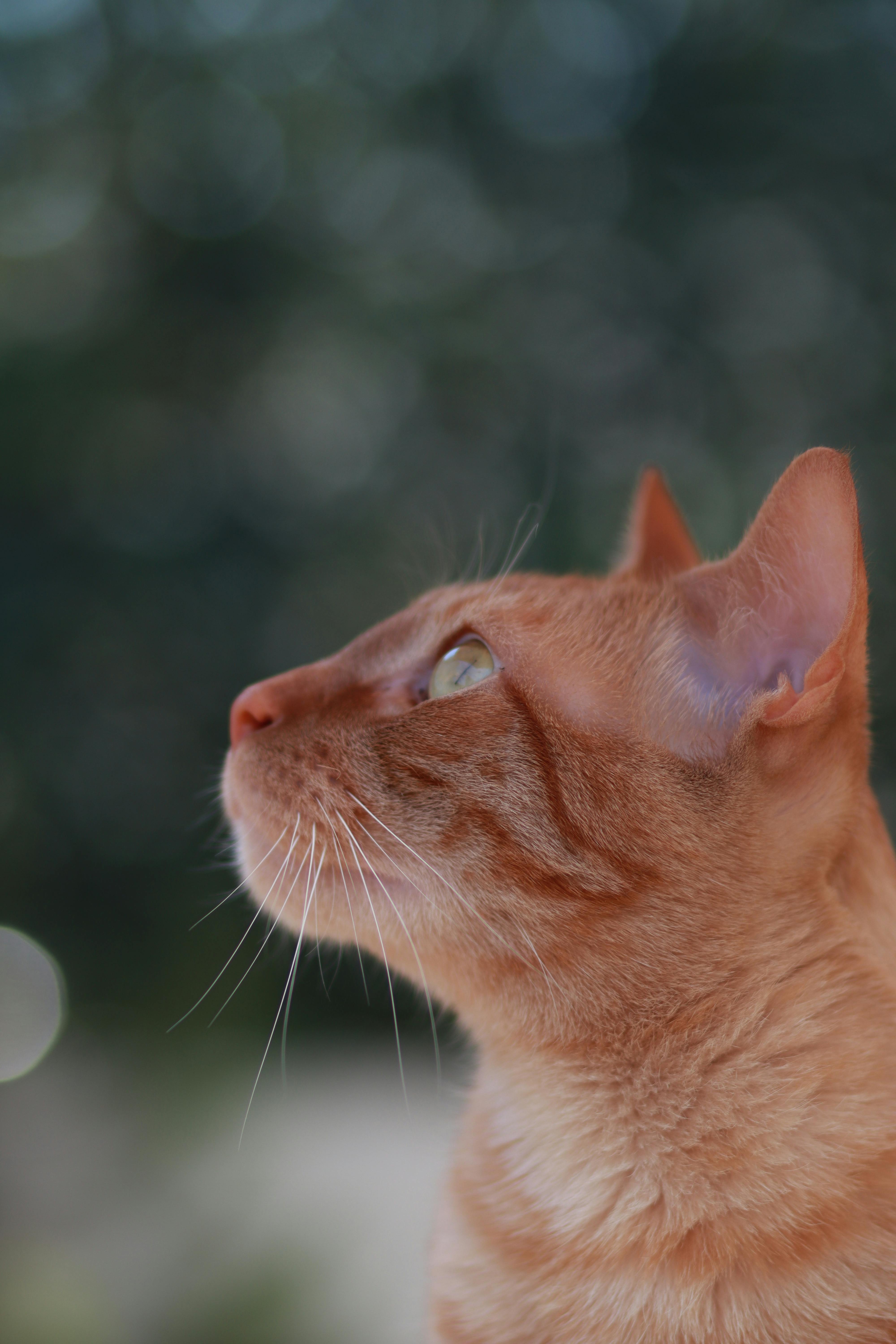 Close up of Cat Looking Up · Free Stock Photo
