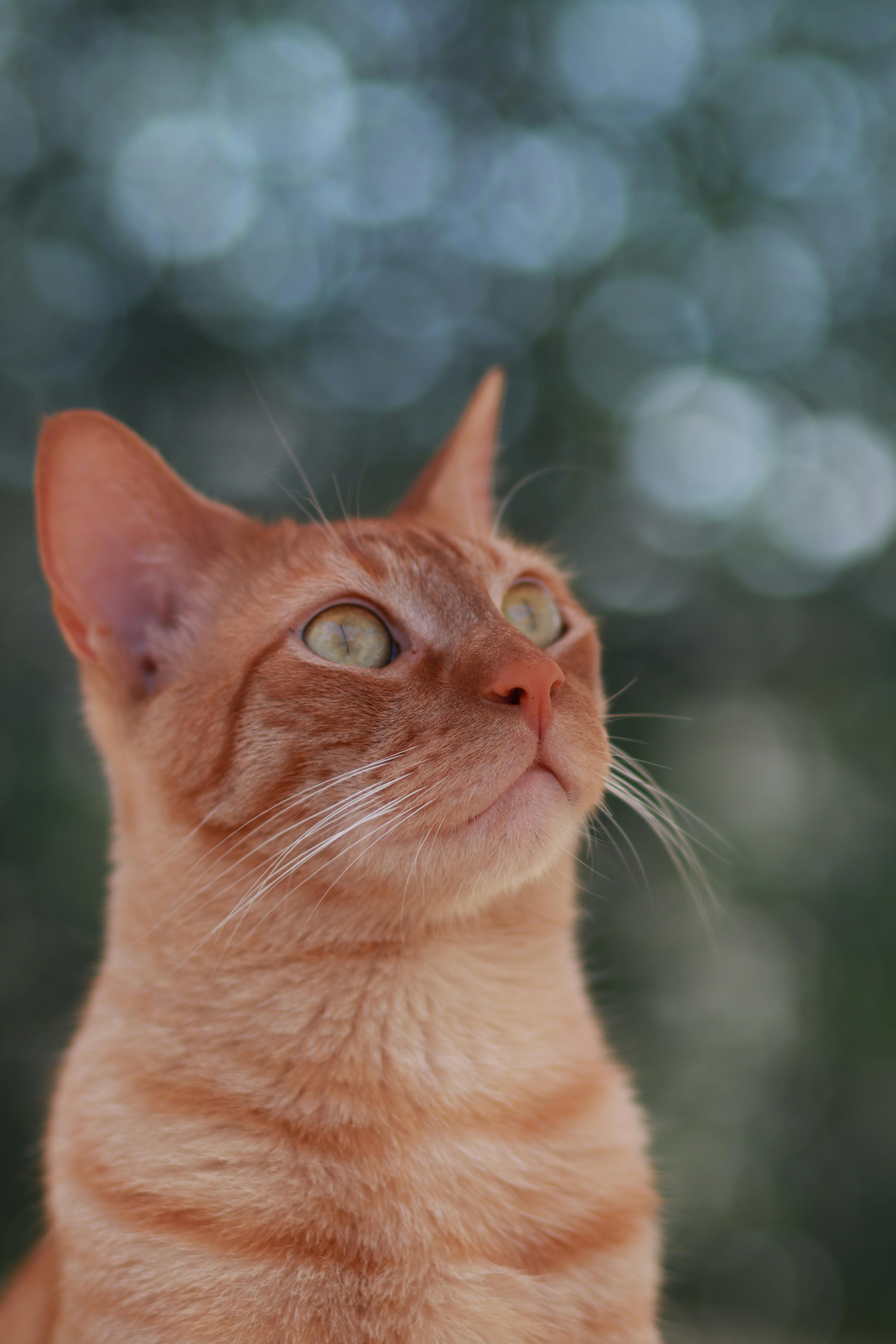 Cat Looking Up · Free Stock Photo