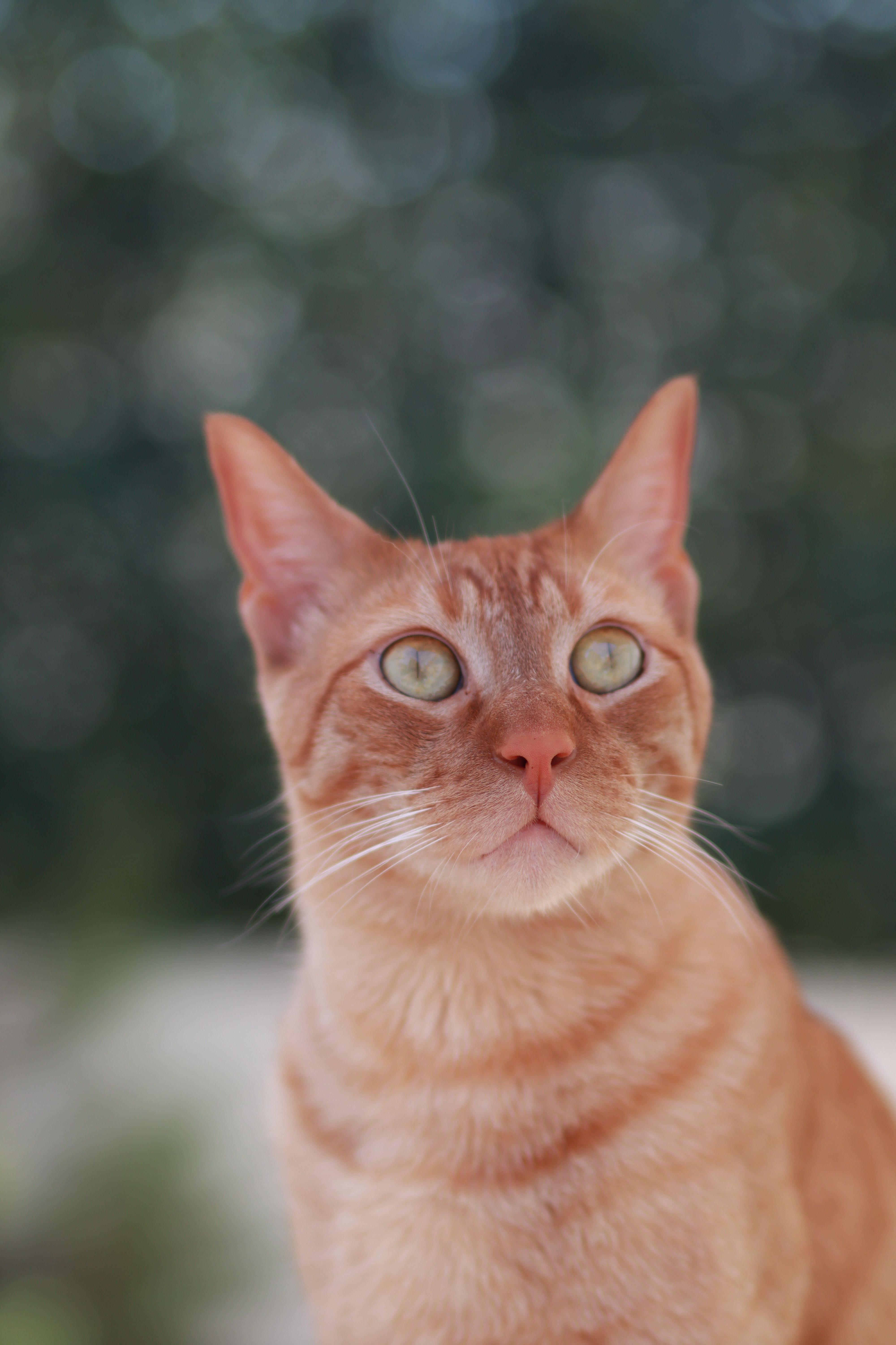 Close up of Cat Head · Free Stock Photo