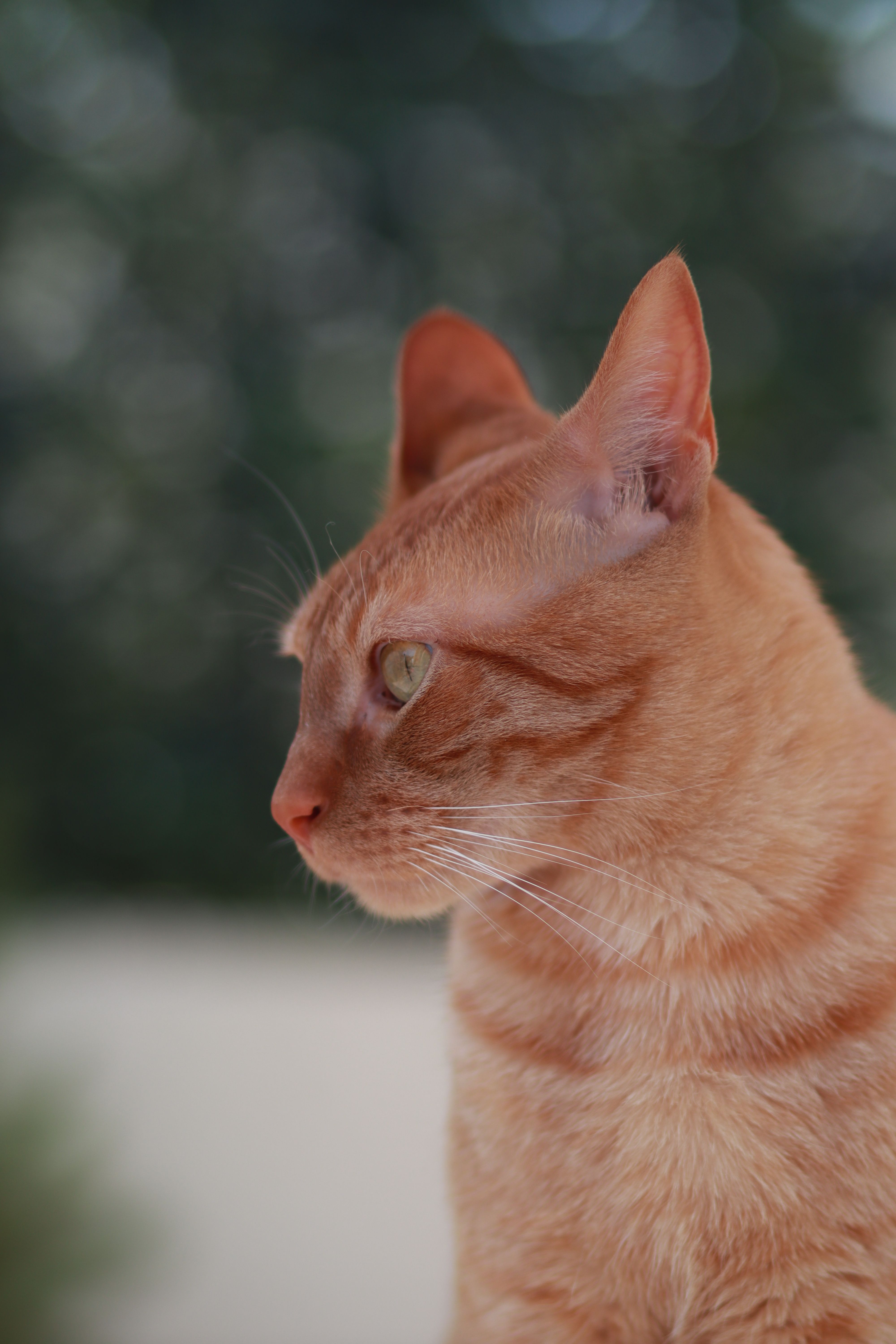 Portrait of Cat · Free Stock Photo
