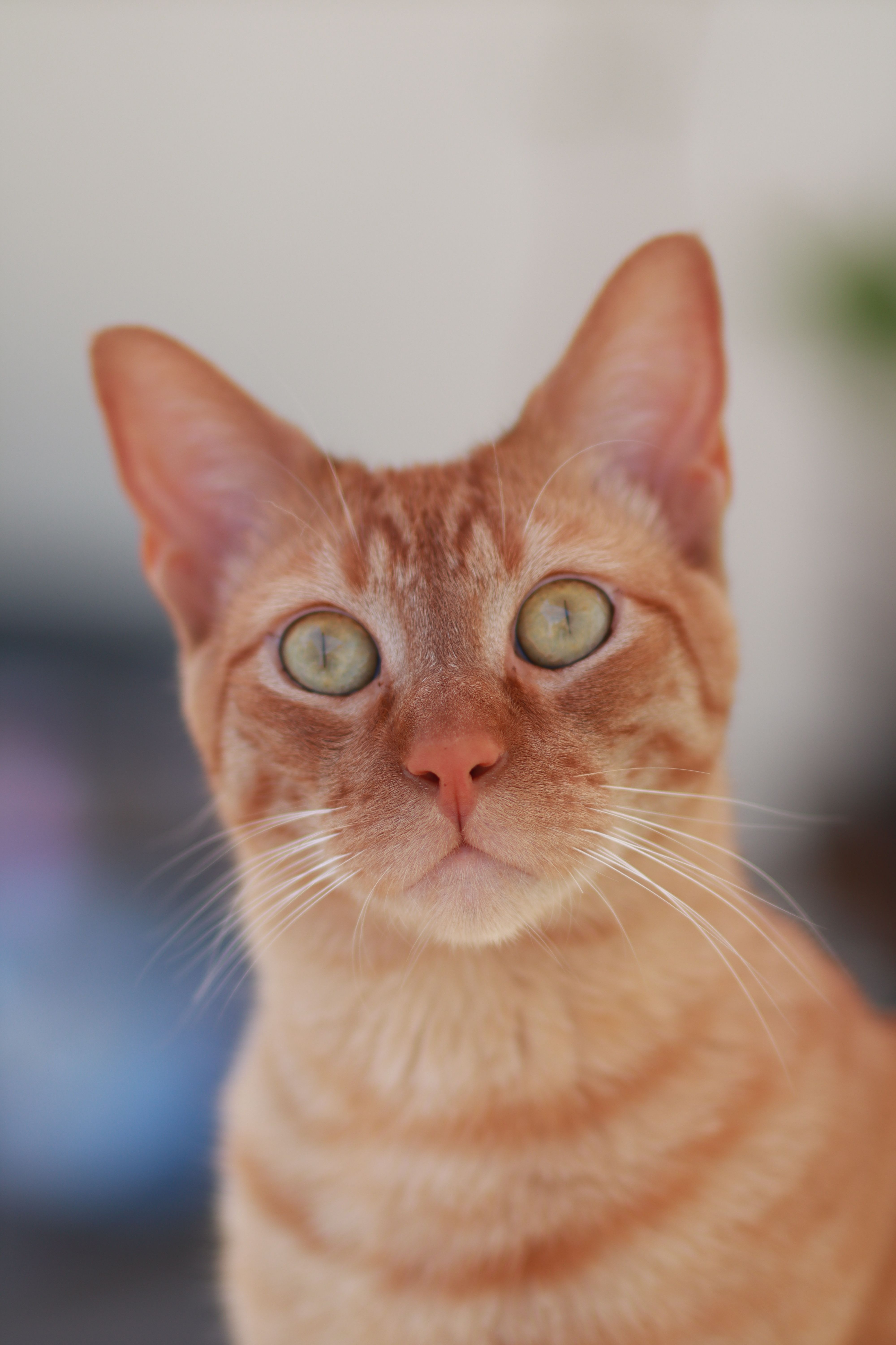 A Cat Sitting Outdoors · Free Stock Photo